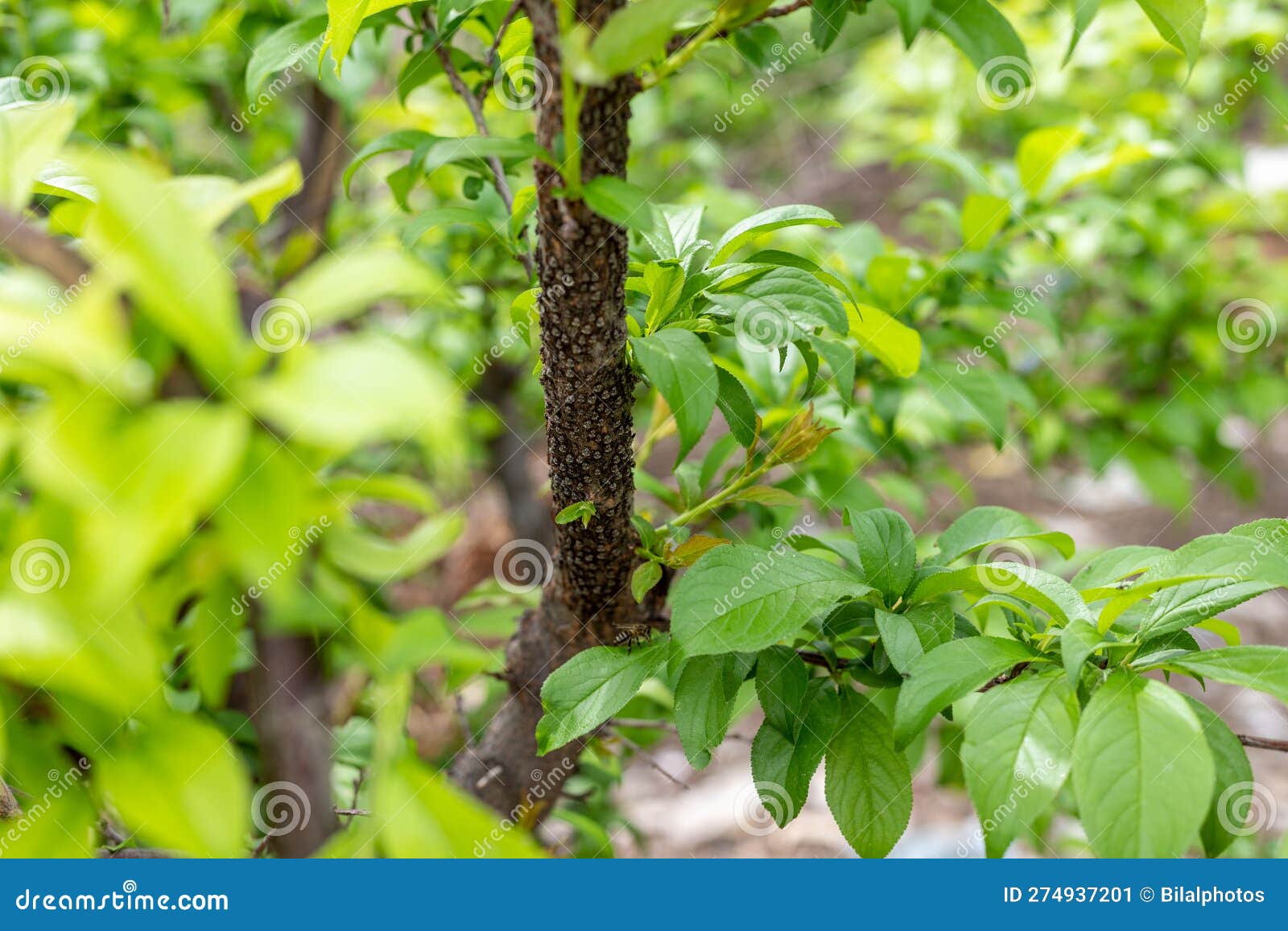 Scale Infected Sick Tree Branch Stock Image - Image of crawler, fruit ...