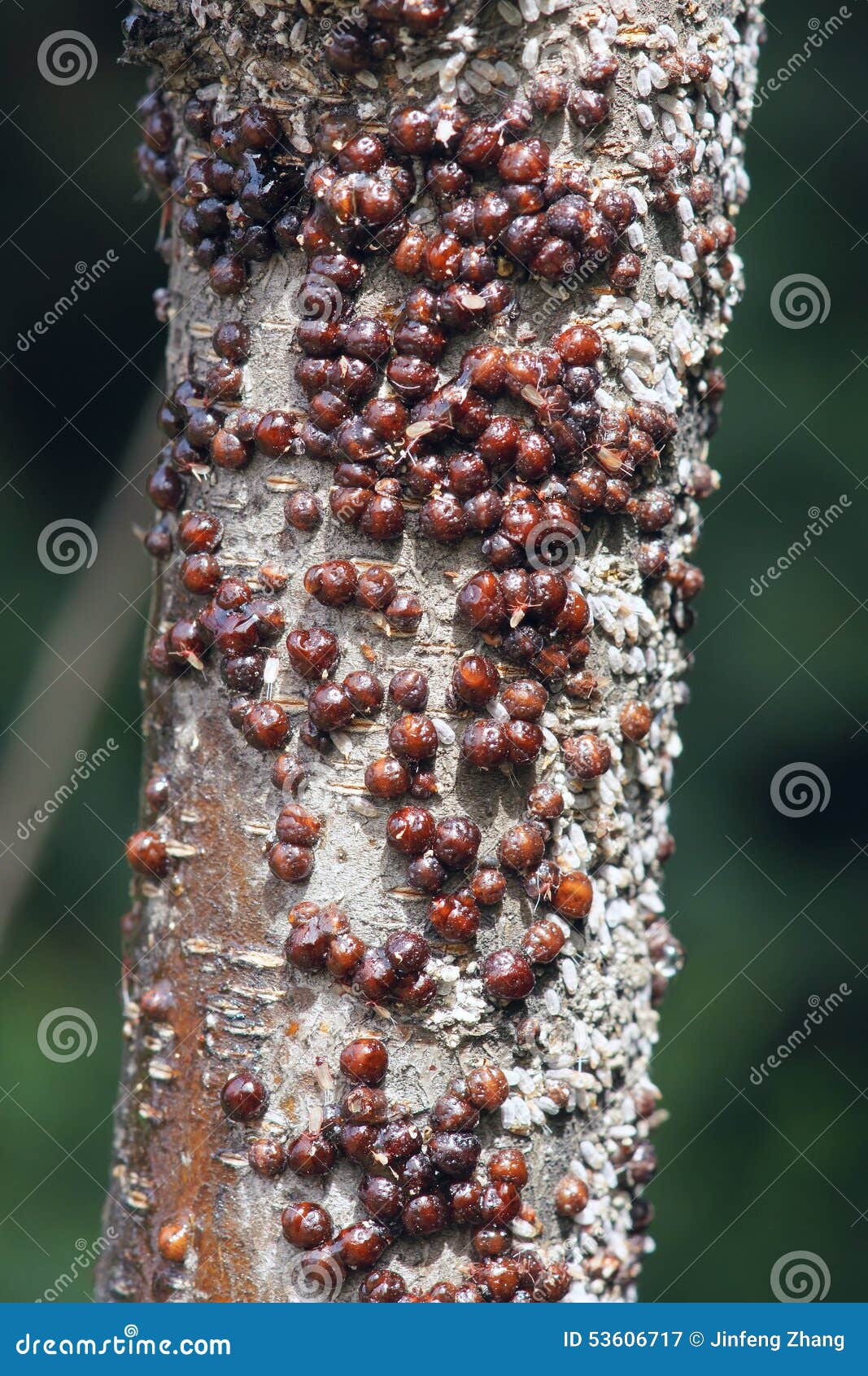 Scale insect stock image. Image of scaleinsect, animals - 53606717