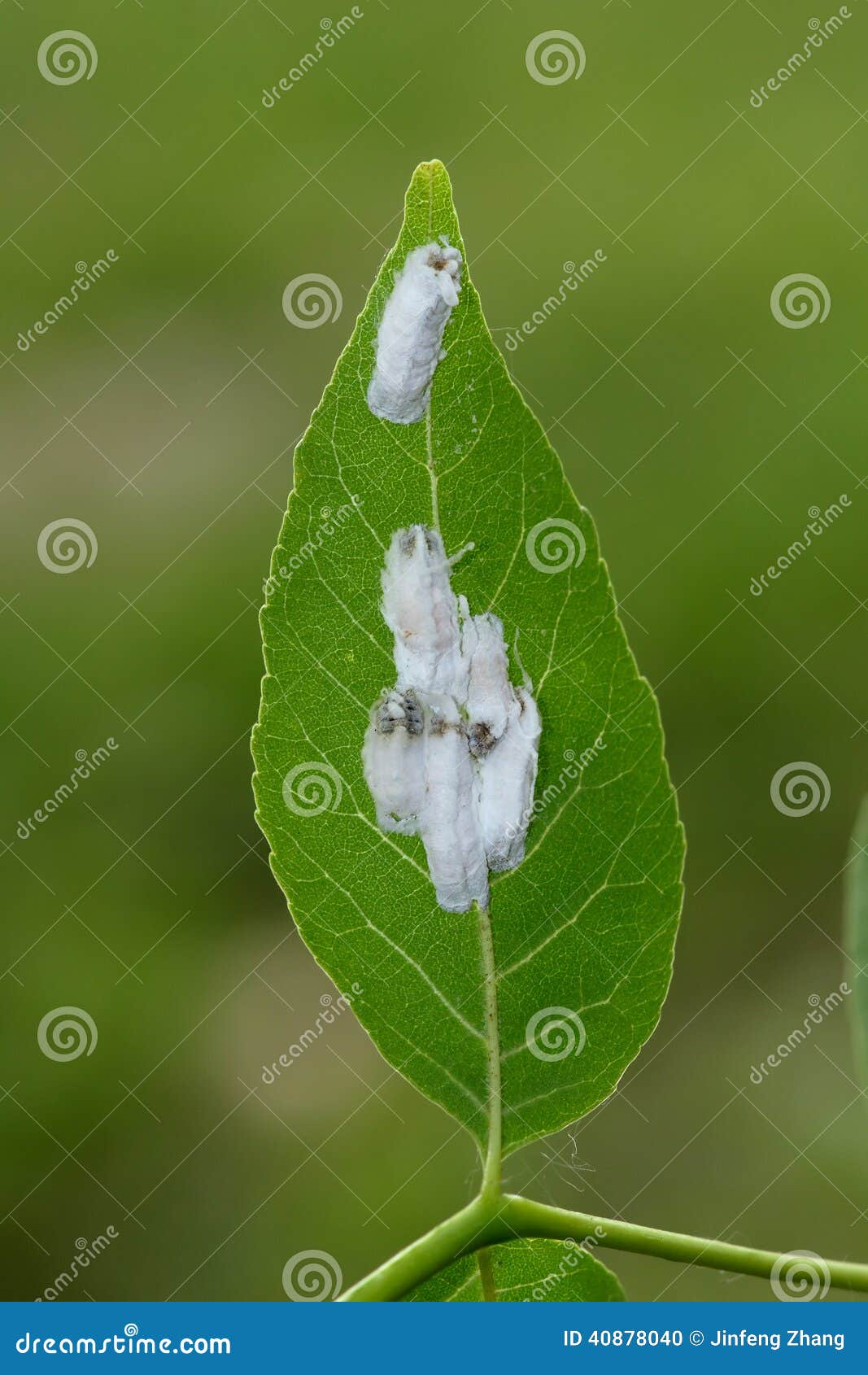 Red Scale Insect Injured On Guava Fruit. Royalty-Free Stock Photo ...