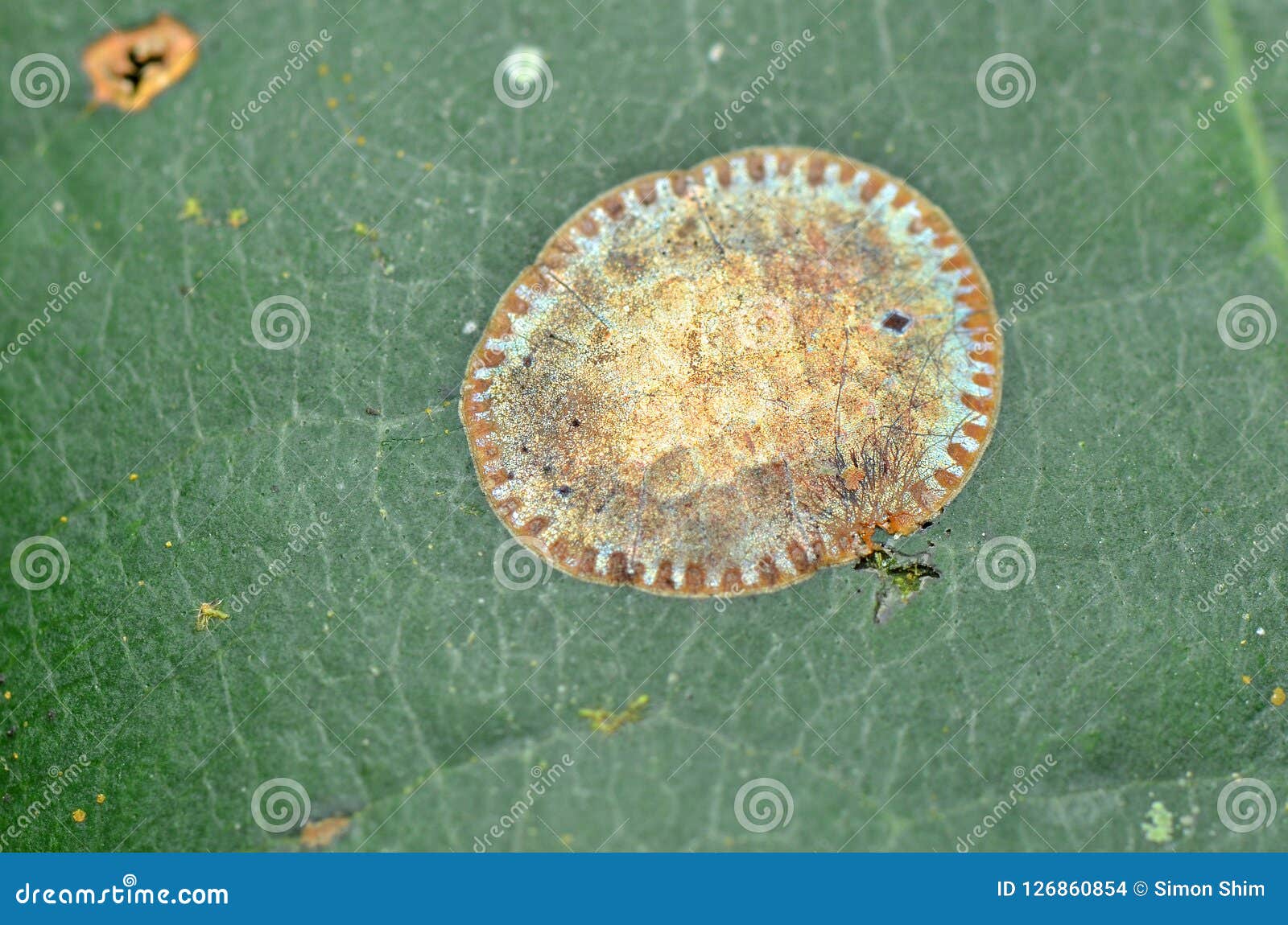 Scale insect stock photo. Image of leaf, nature, mealy - 126860854