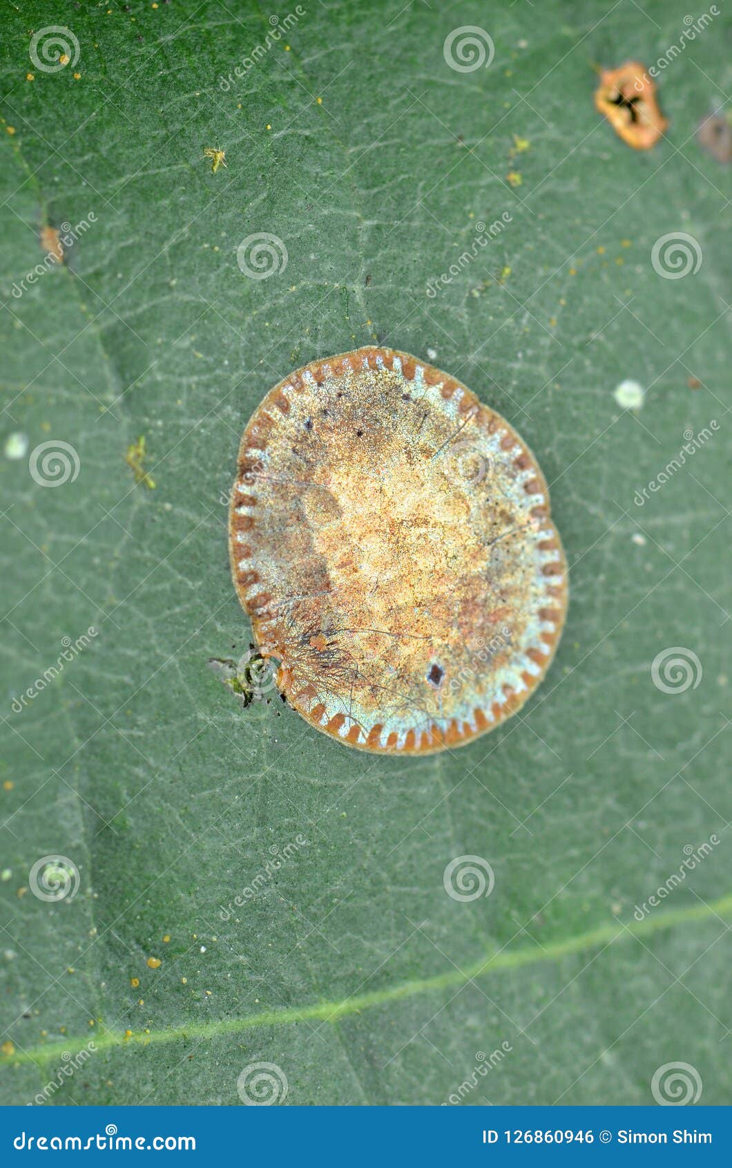 Scale insect stock photo. Image of homopterans, shot - 126860946