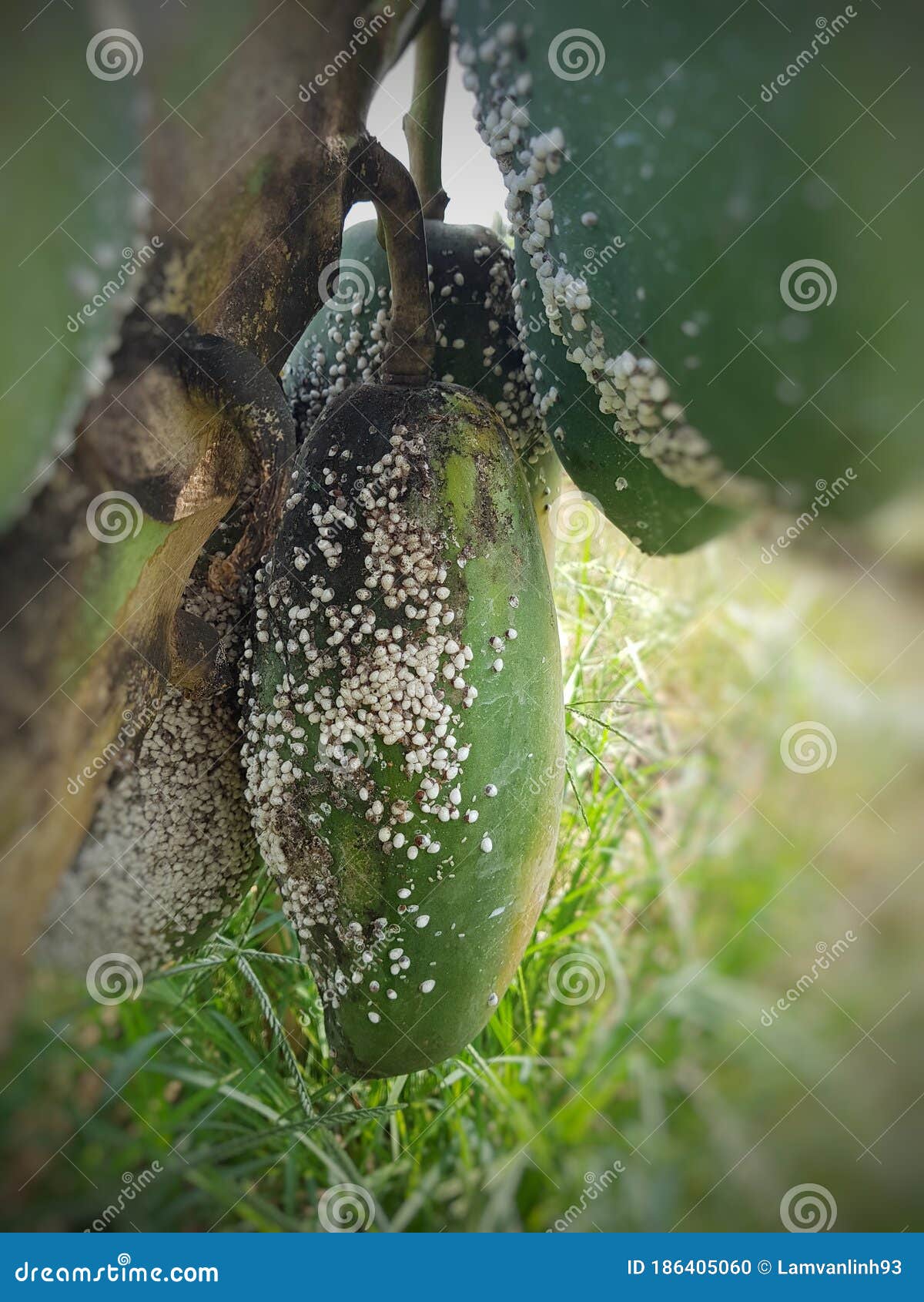 Scale Insect on Papaya Fruit. Stock Photo - Image of banana, root ...