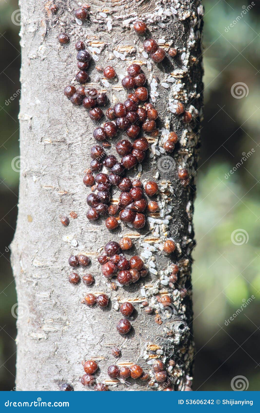 Scale insects stock photo. Image of tree, infested, close - 53606242 Scale insects stock photo. Image of tree, infested, close - 53606242