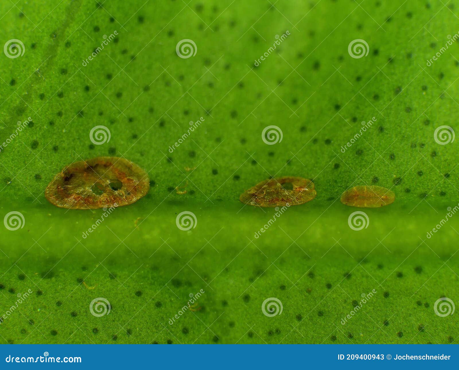Scale Insects on a Green Leaf Stock Image - Image of microscopic, scale ...