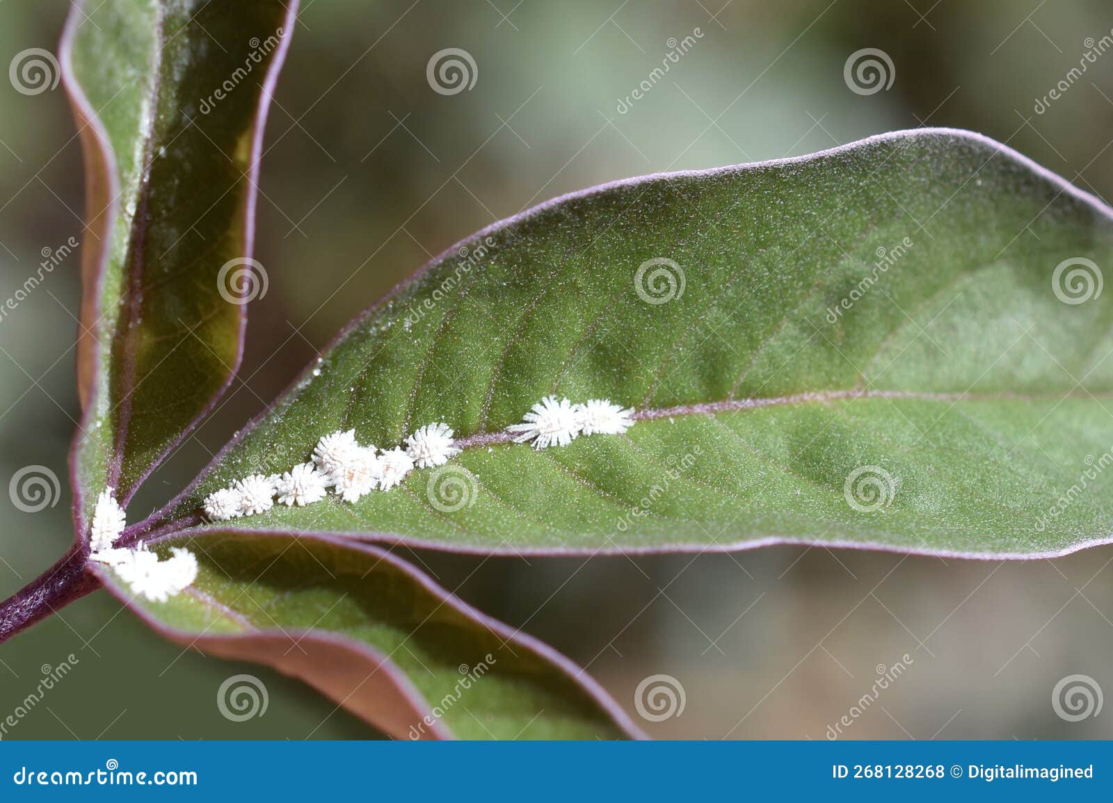 Scale insects on leaf stock photo. Image of leaves, hair - 268128268