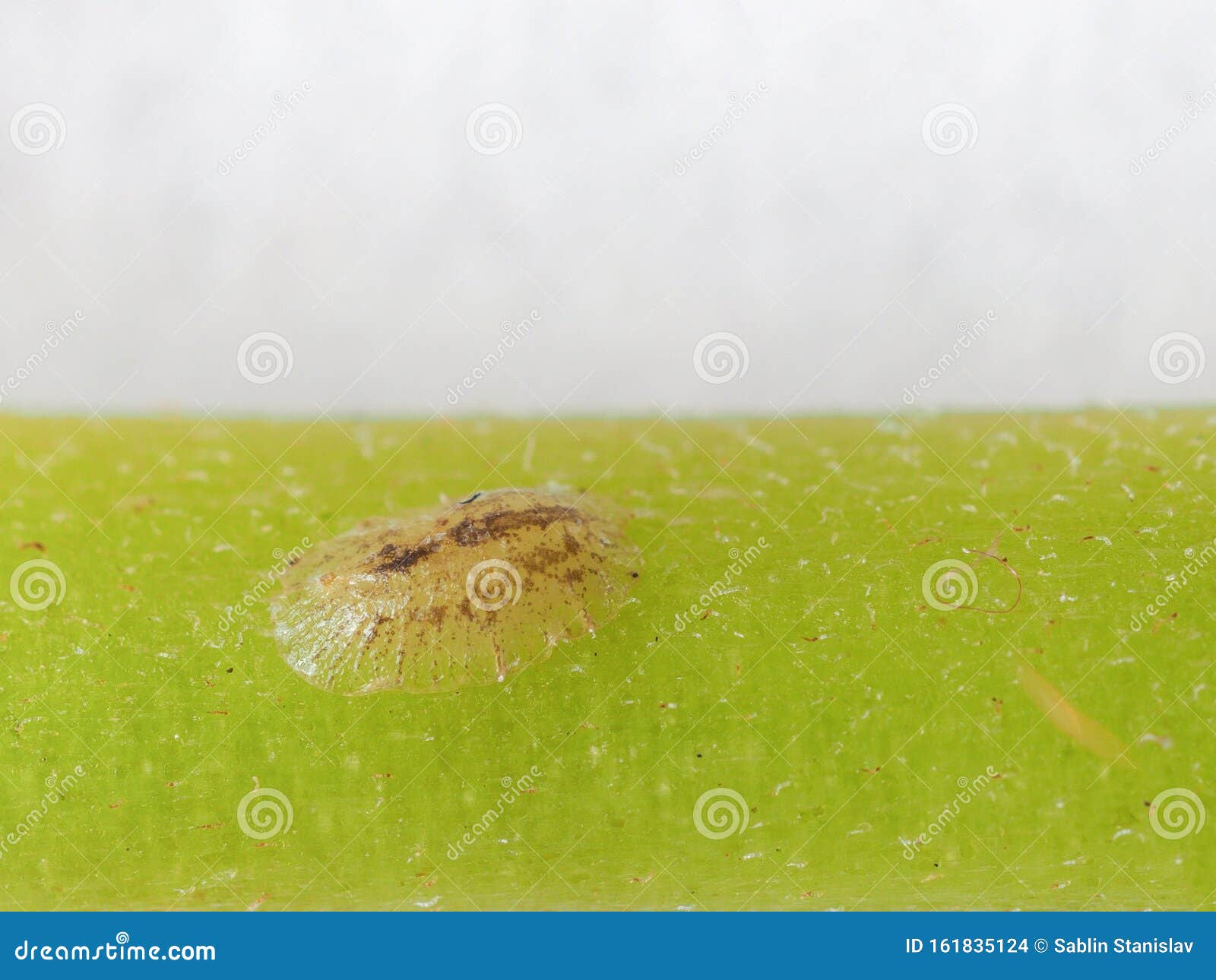 Scale Insects Pest. the Growth Stage of Imago Stock Photo - Image of ...