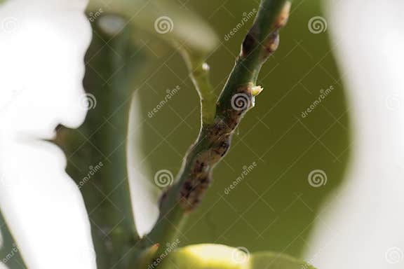 Scale Insects on a Stem of a Lemon Tree Stock Image - Image of citrus ...