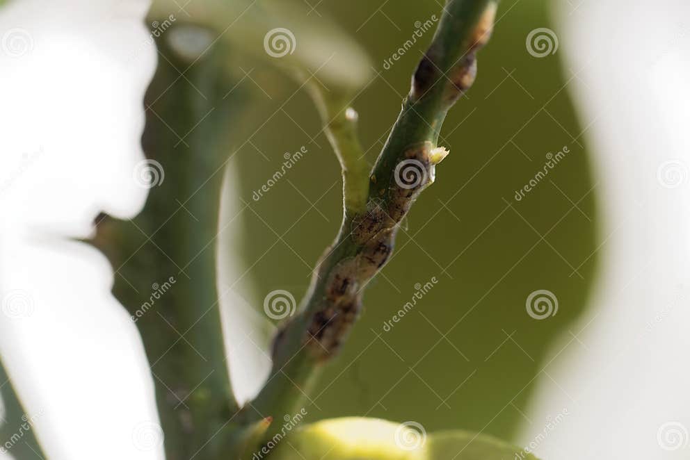 Scale Insects on a Stem of a Lemon Tree Stock Image - Image of citrus ...