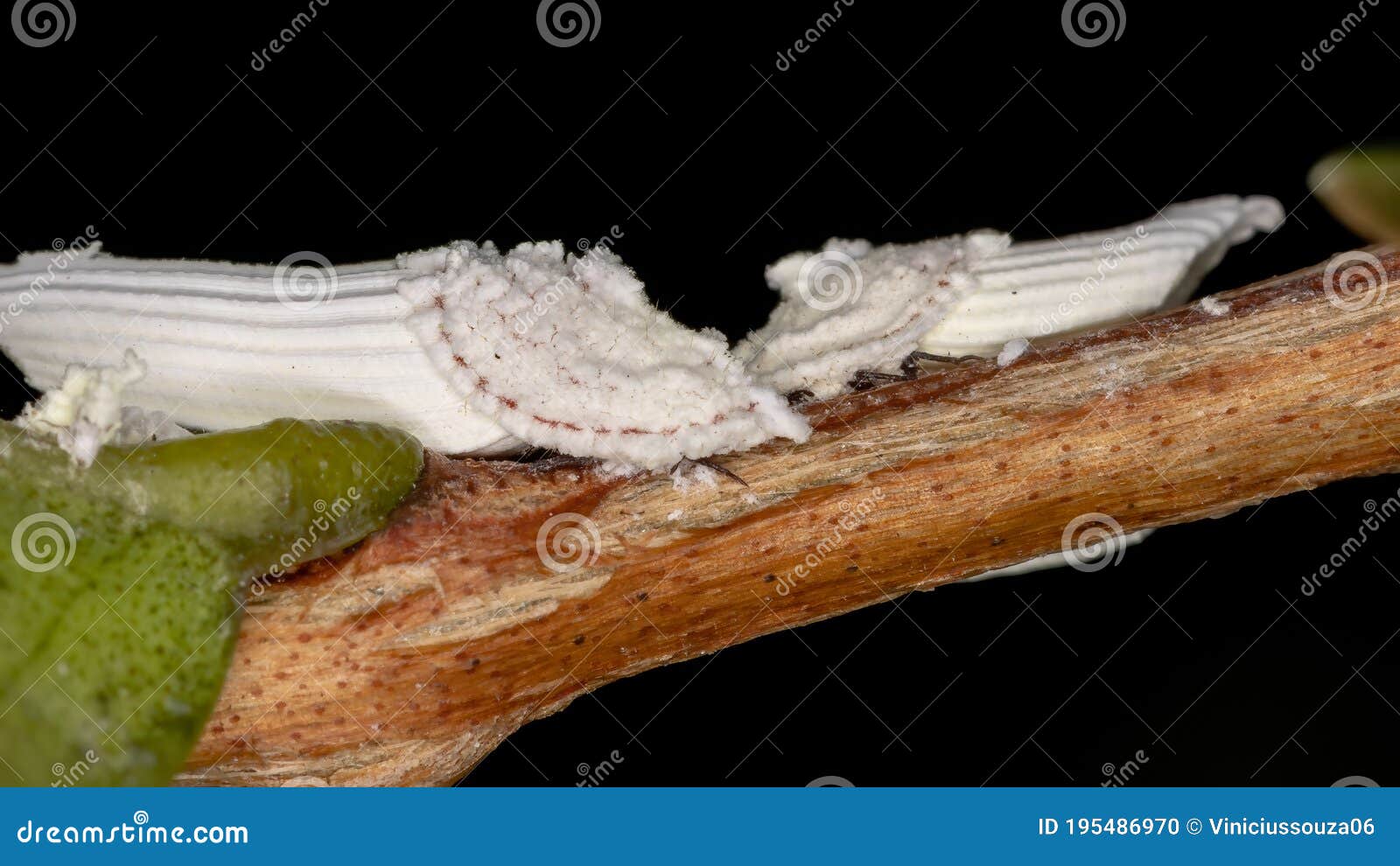 Scale Insects stock photo. Image of branch, citrus, coccoidea - 195486970
