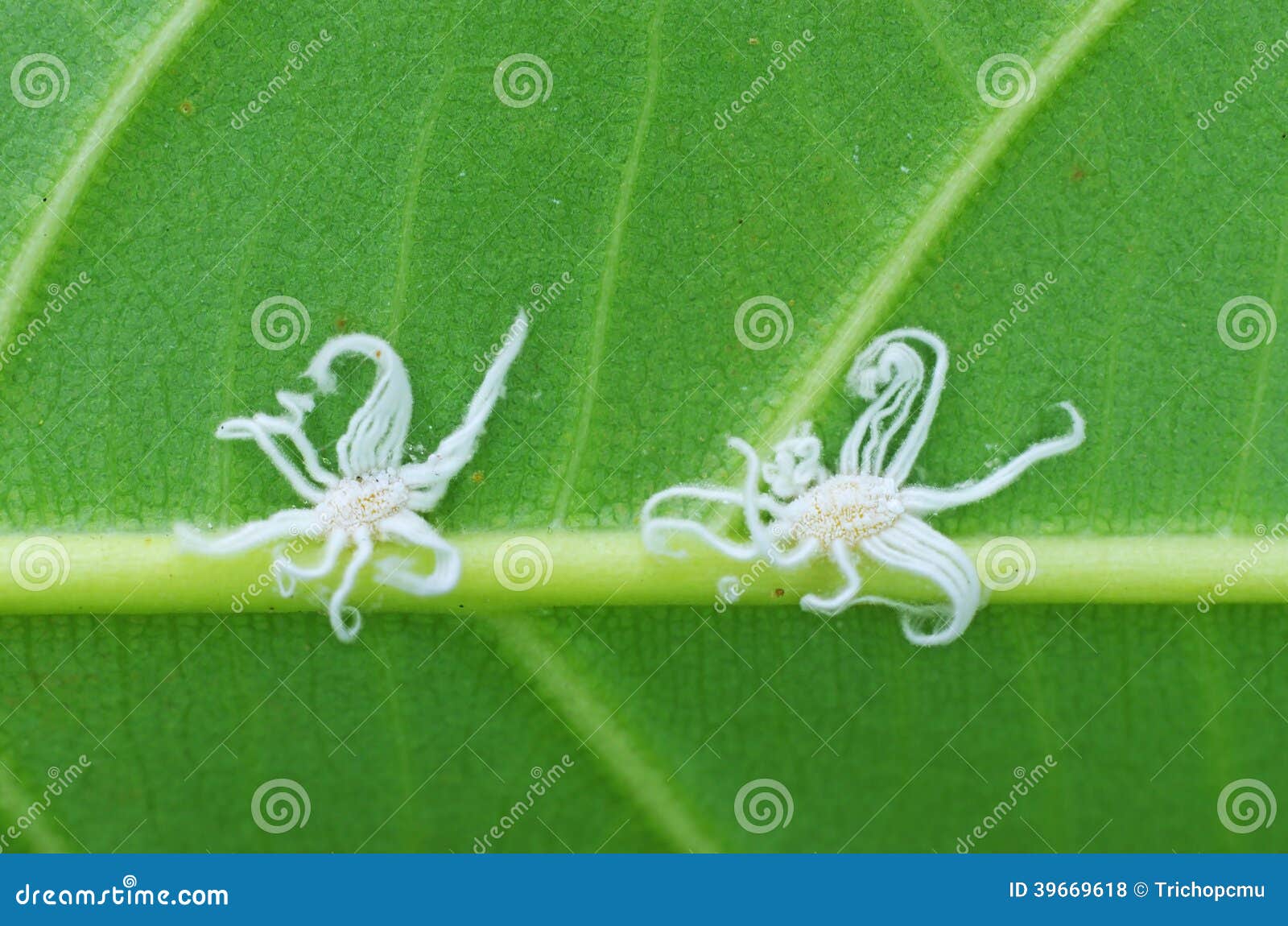 Scale Insects Pest. The Growth Stage Of Imago. Royalty-Free Stock Image ...