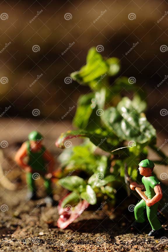 Scale Model Builders Removing Garden Weed from a Path Stock Photo ...