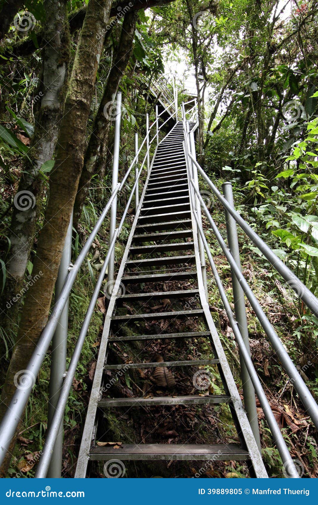 Scale Ripide Nella Foresta Pluviale Immagine Stock - Immagine di scala ...