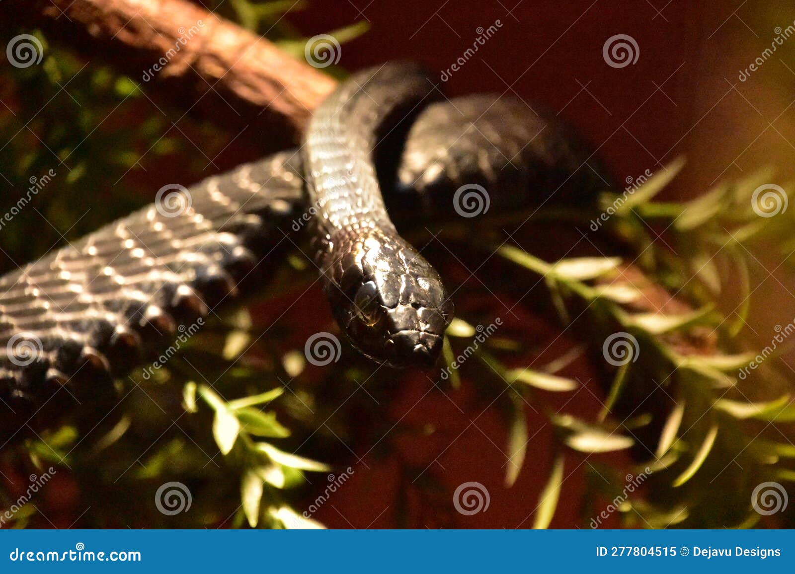 Scaled Black Boomslang Snake Wrapped Around a Tree Stock Image - Image of boomslang, scaley ...