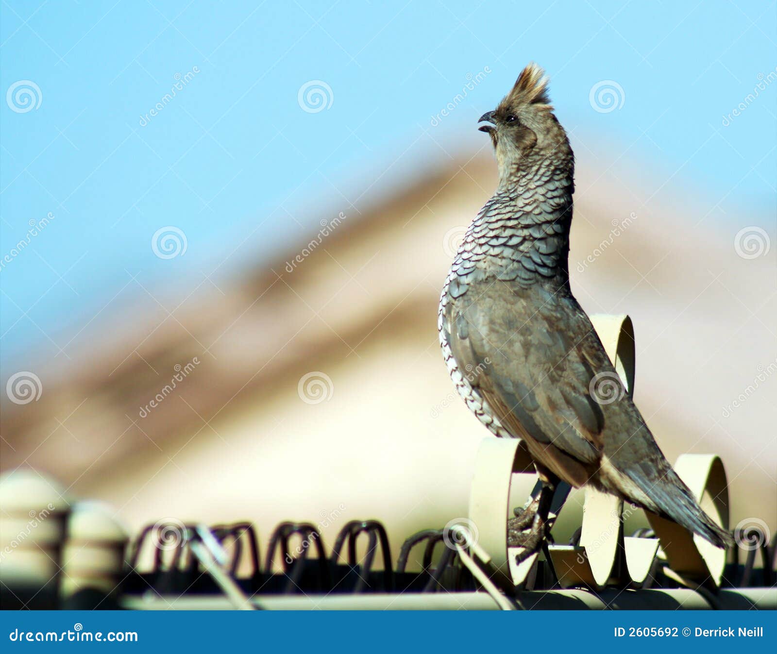 Scaled Quail stock photo. Image of white, callipepla, beautiful - 2605692