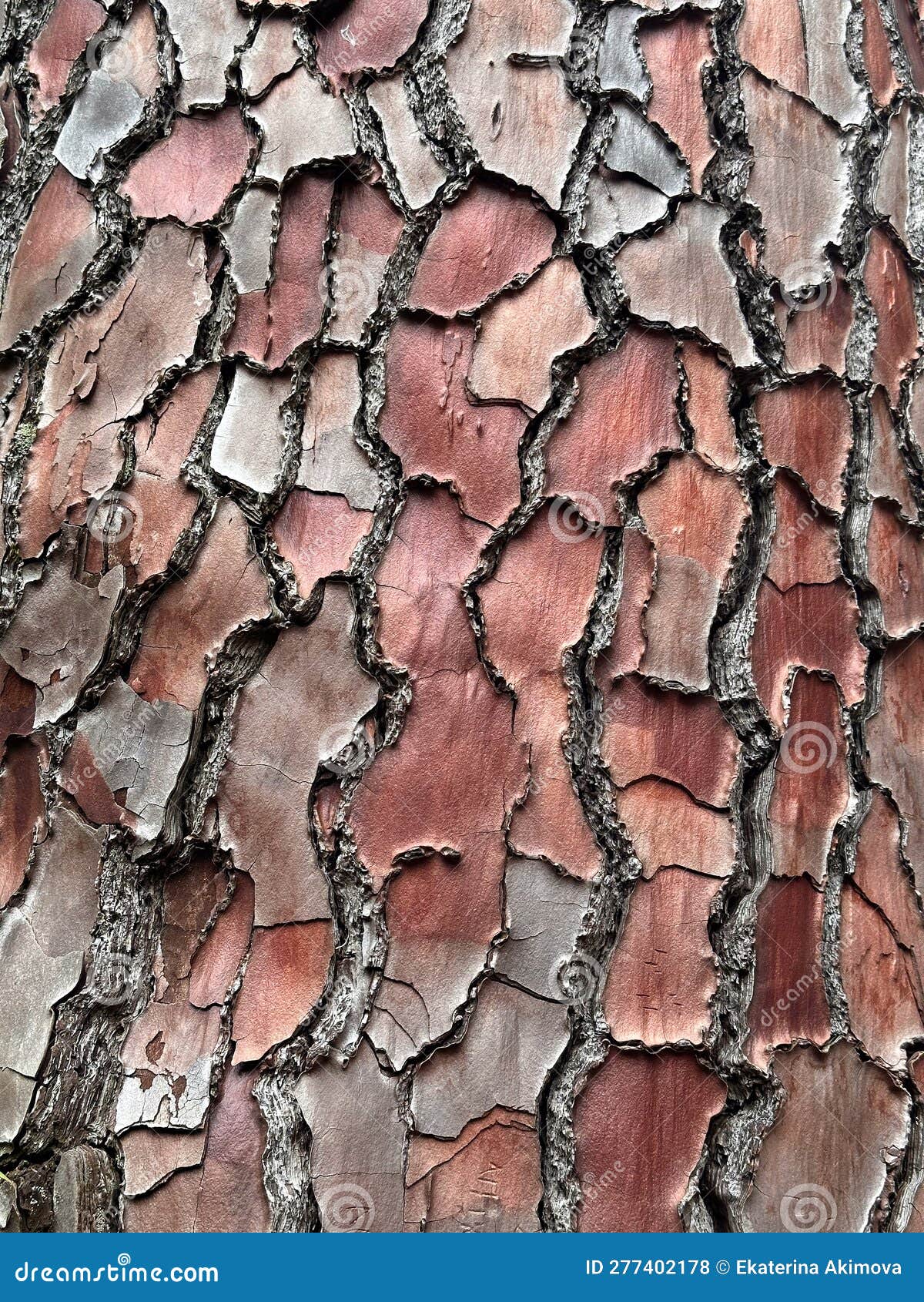 Scaled Tree Bark, Woody Texture Stock Photo - Image of texture, scales ...