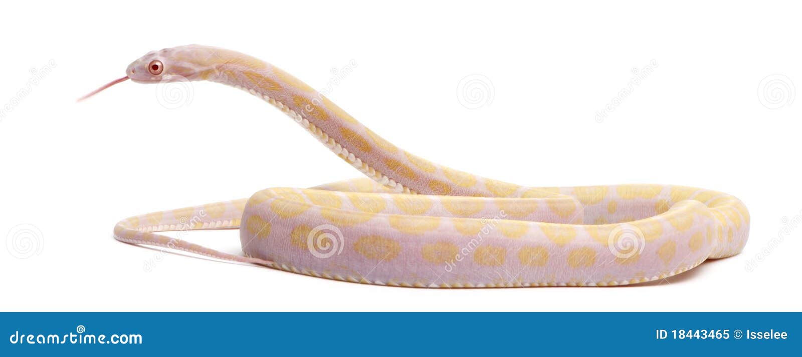 Scaleless Corn Snake, Pantherophis Guttatus Royalty-Free Stock ...