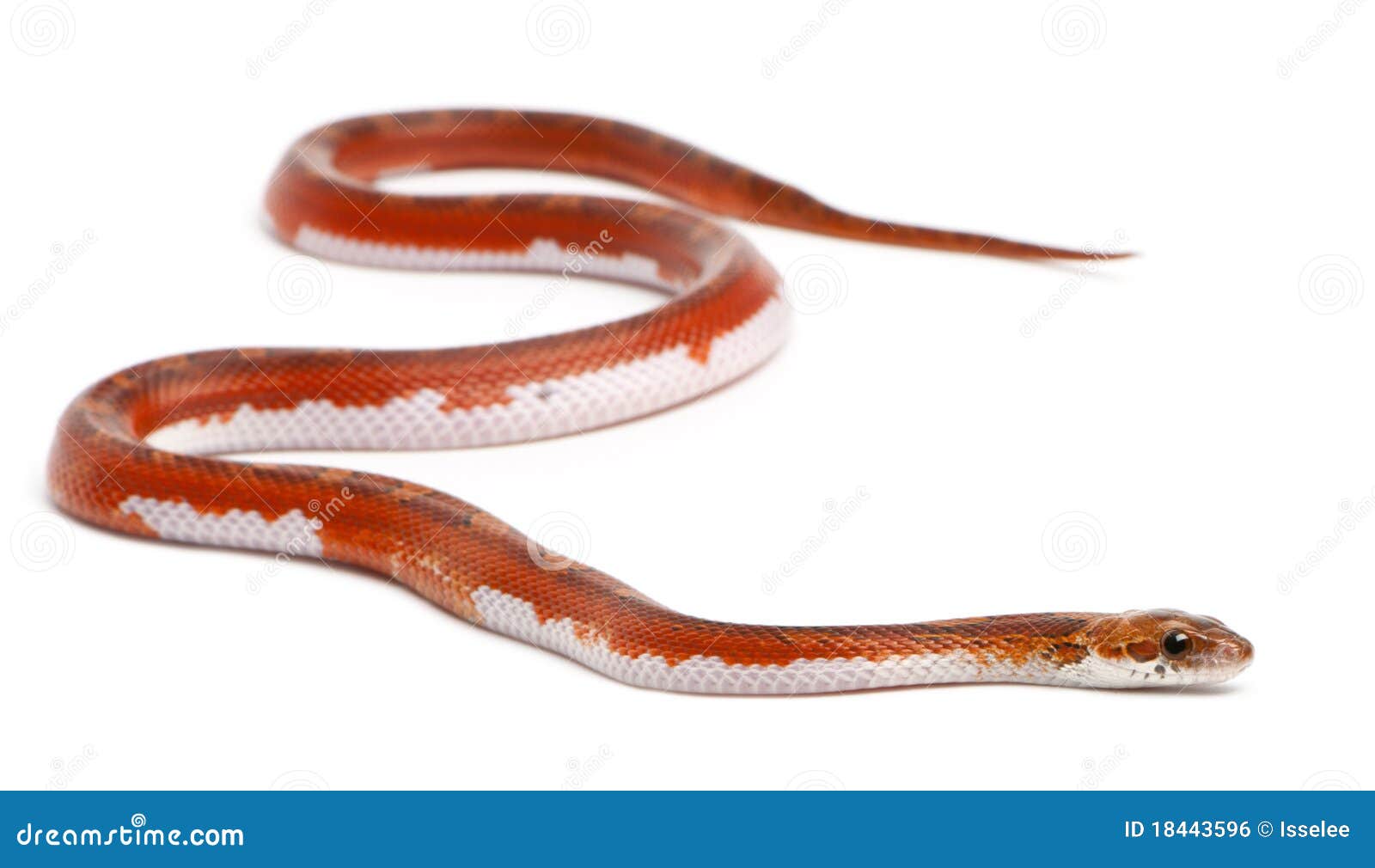 Pied Corn Snake