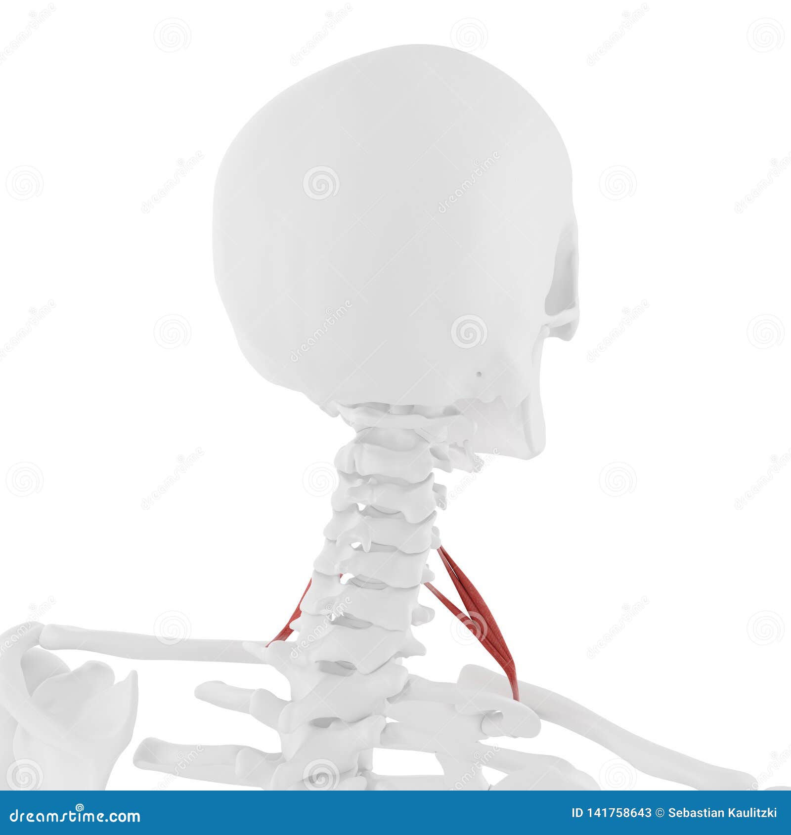 The Scalene Anterior stock illustration. Illustration of anatomy ...