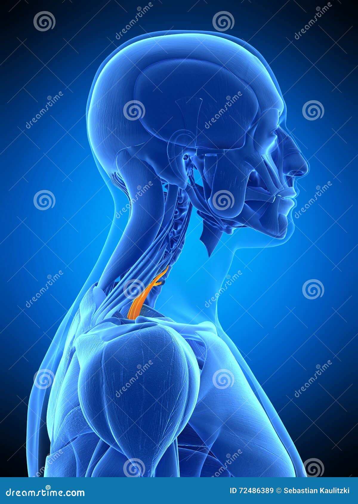 The scalene posterior stock illustration. Illustration of male - 72486389