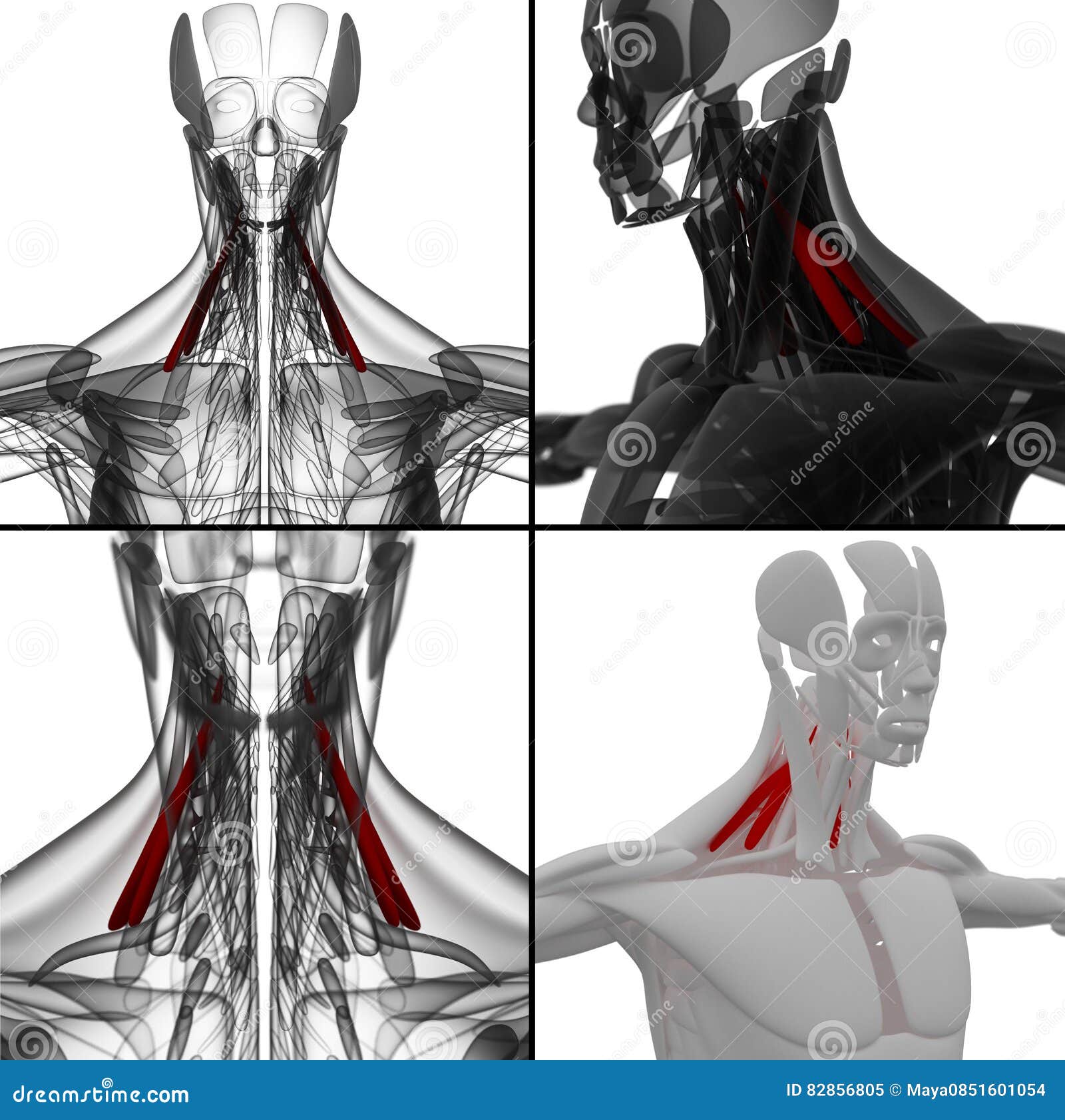 3d Illustration Of Scalenus Medius Muscles Anatomical Position On Xray ...