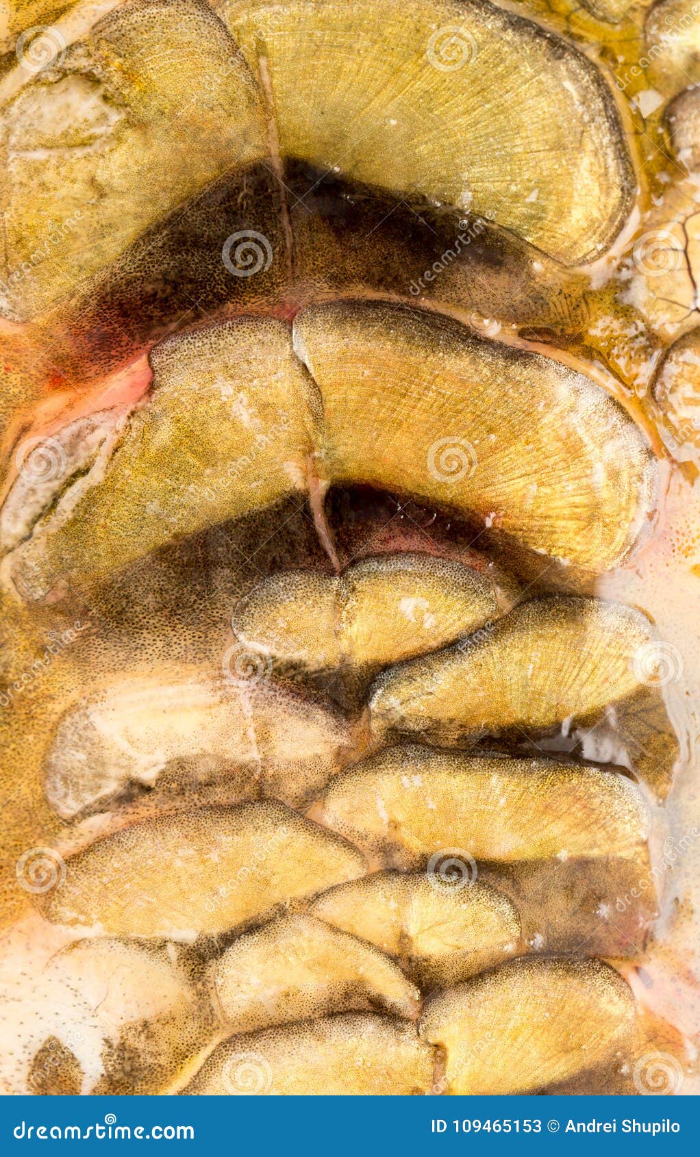 Scales of a Carp As a Background. Macro Stock Image - Image of abstract ...