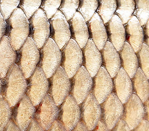 Scales on Carp Fish As Abstract Background Stock Photo - Image of fish ...