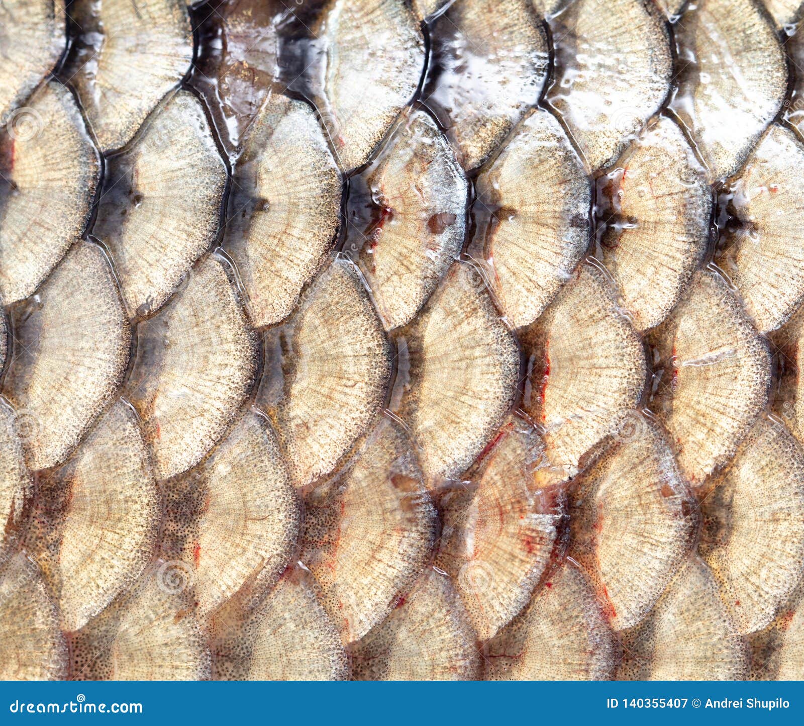 Scales on Carp Fish As Abstract Background Stock Image - Image of ...
