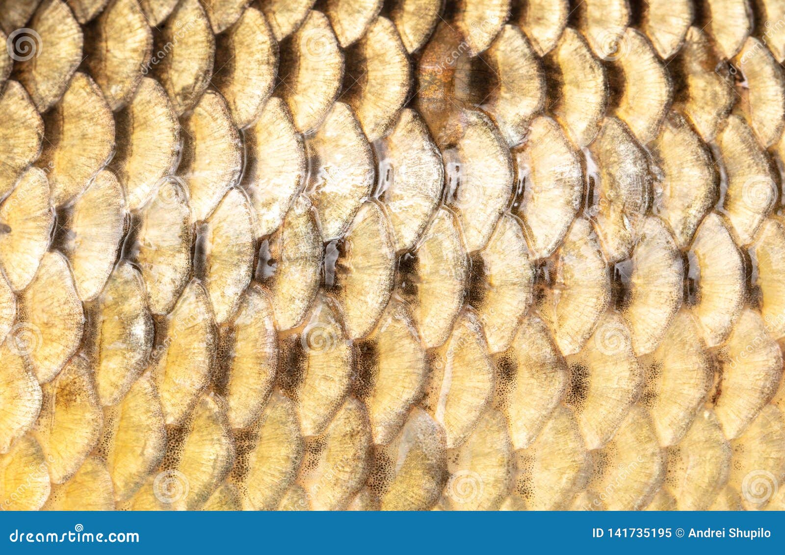 Scales on Carp Fish As Abstract Background Stock Image - Image of ...
