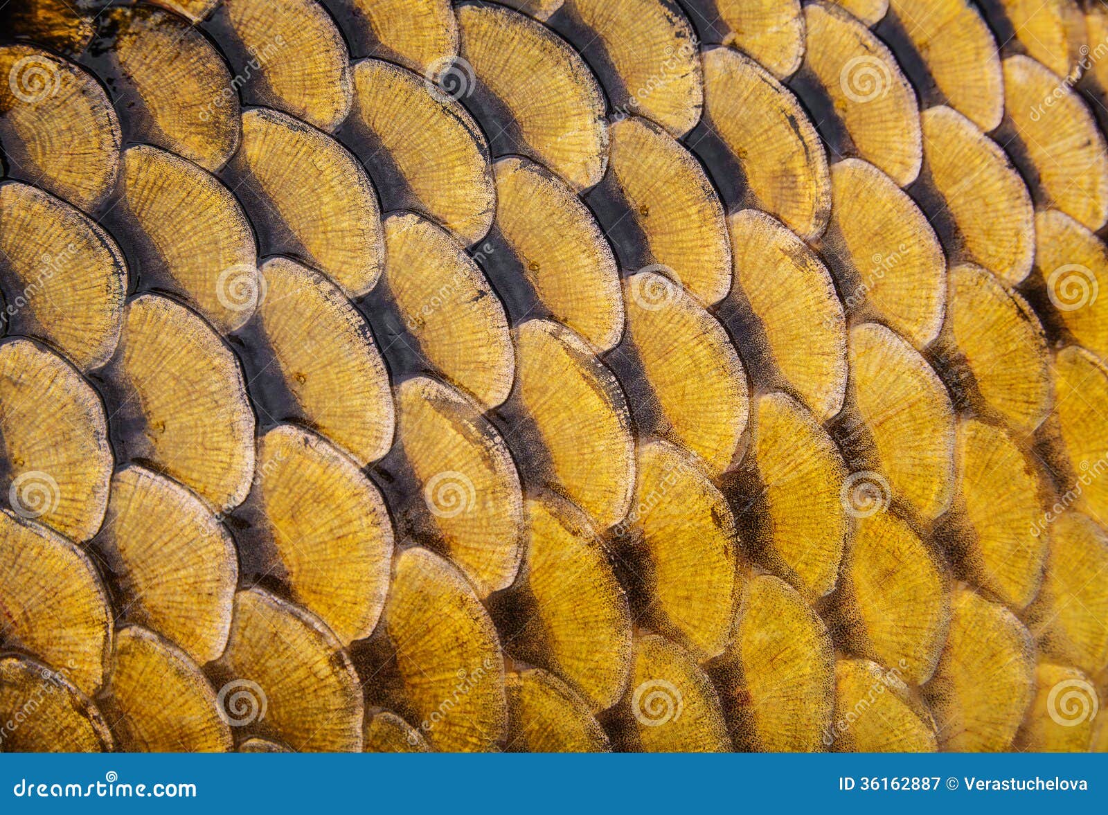 Scales stock image. Image of nature, white, isolated - 36162887