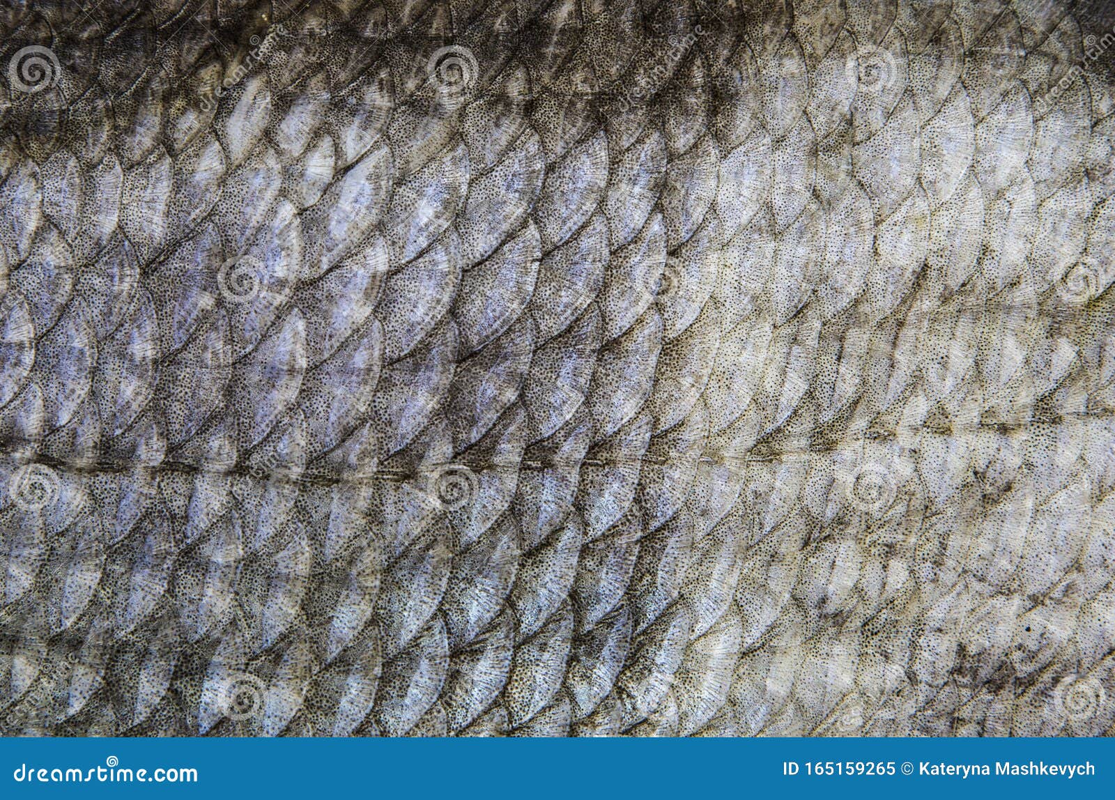 Scales of Dried Fish Abstract Background Stock Image - Image of design ...