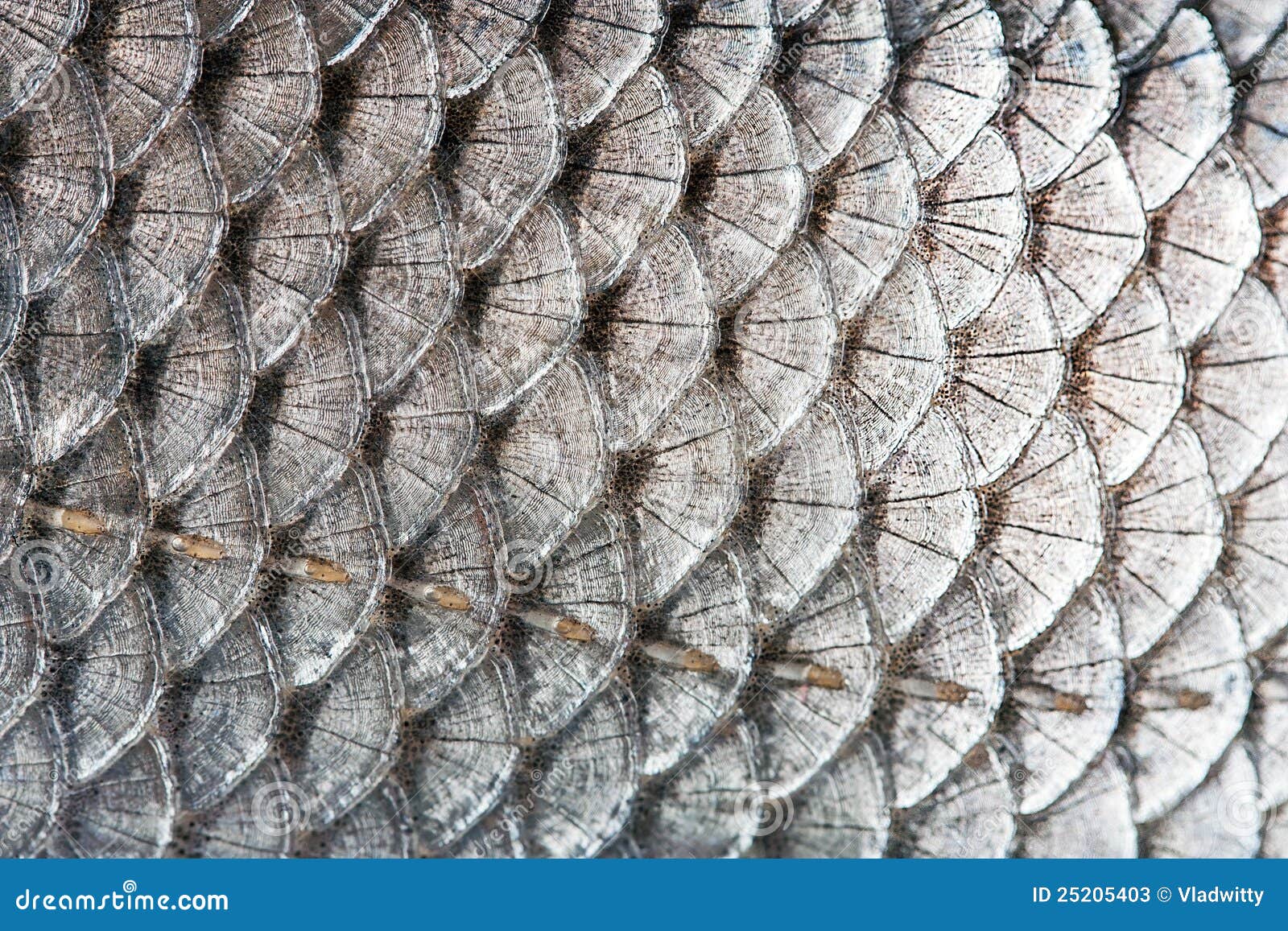 Scales of fish stock image. Image of animal, profile - 25205403