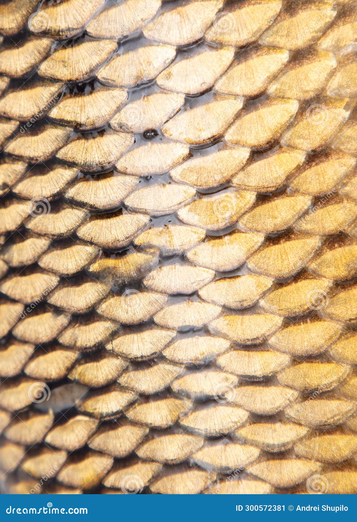 Scales on a Fish As an Abstract Background. Texture Stock Image - Image ...