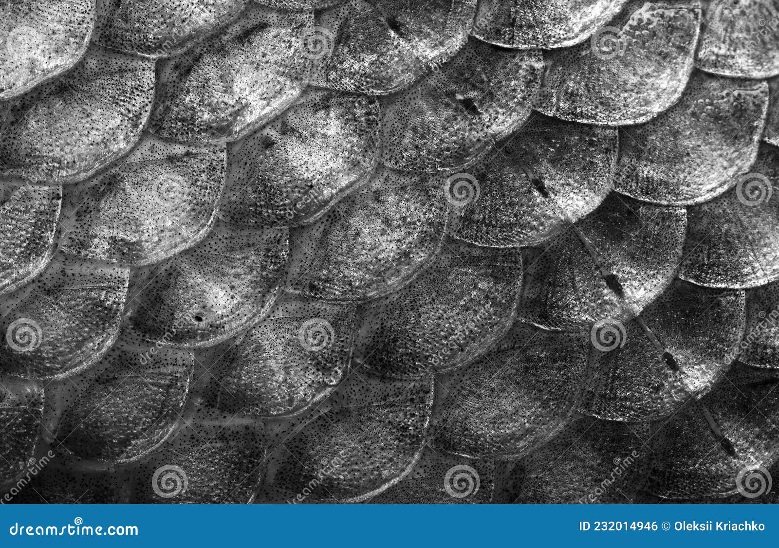 Fish Texture Background Stock Photo | CartoonDealer.com #59214024