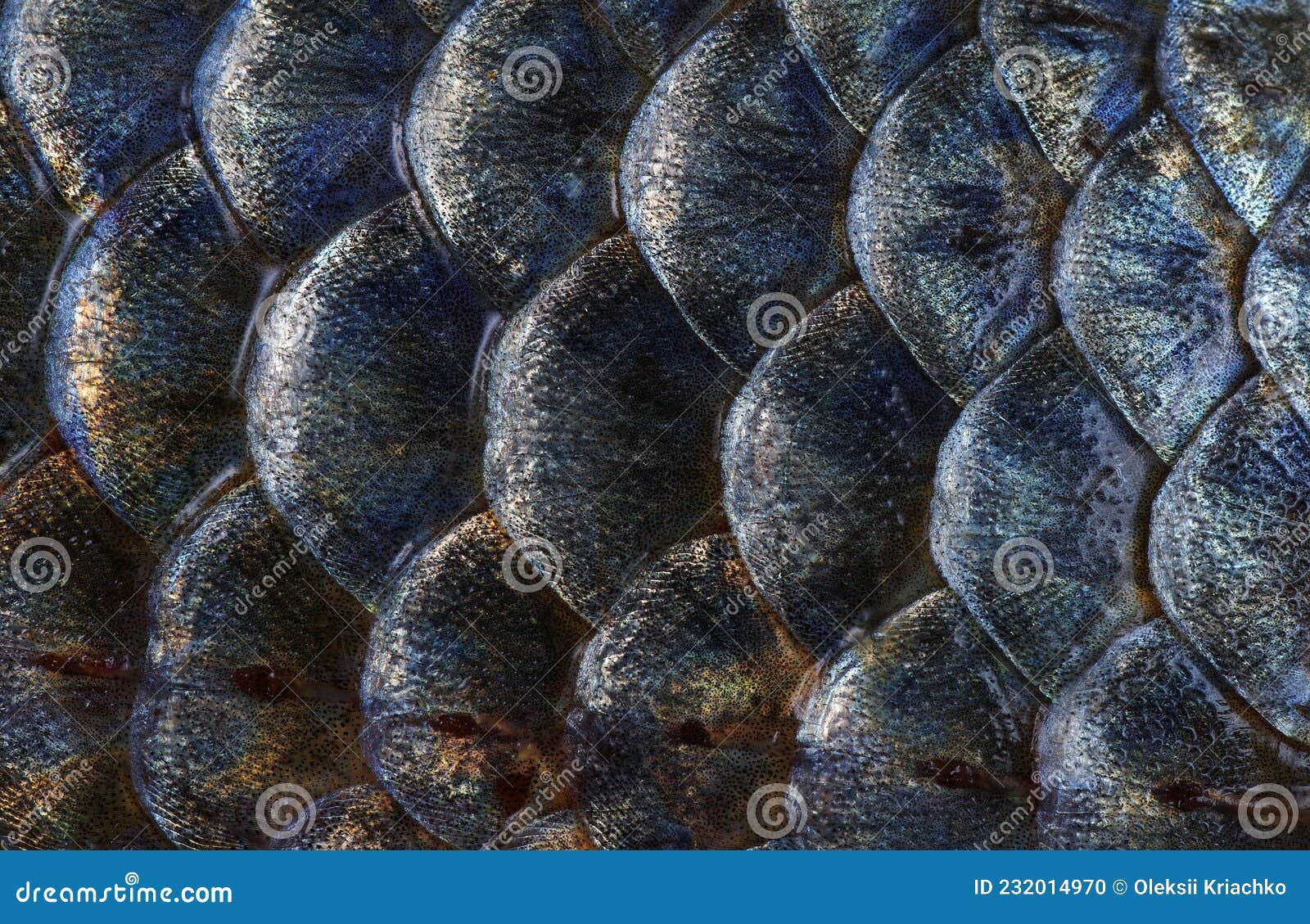 Fish Texture Background Stock Photo | CartoonDealer.com #59214024