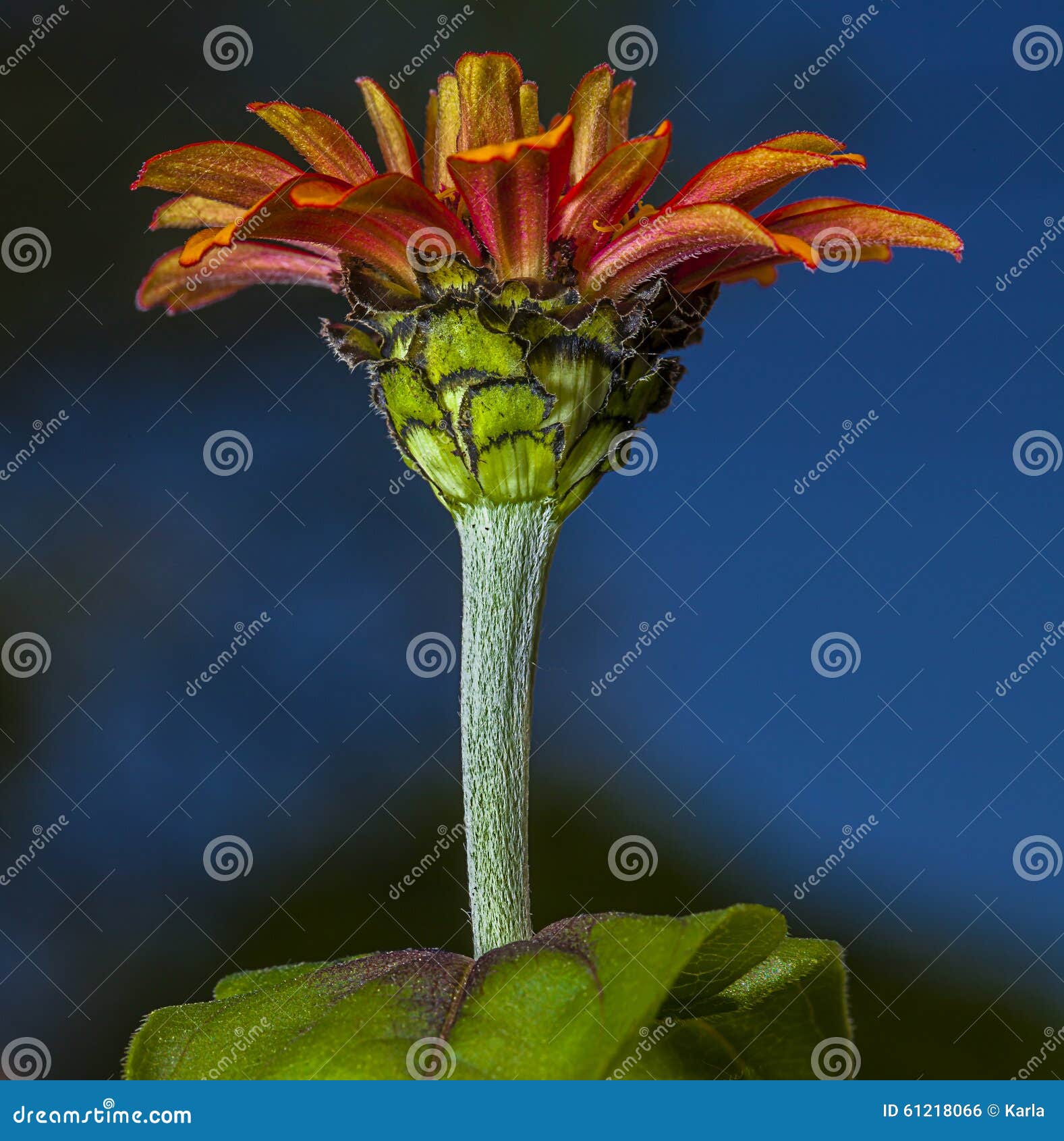 Scales stock photo. Image of leaves, stem, scales, macro - 61218066