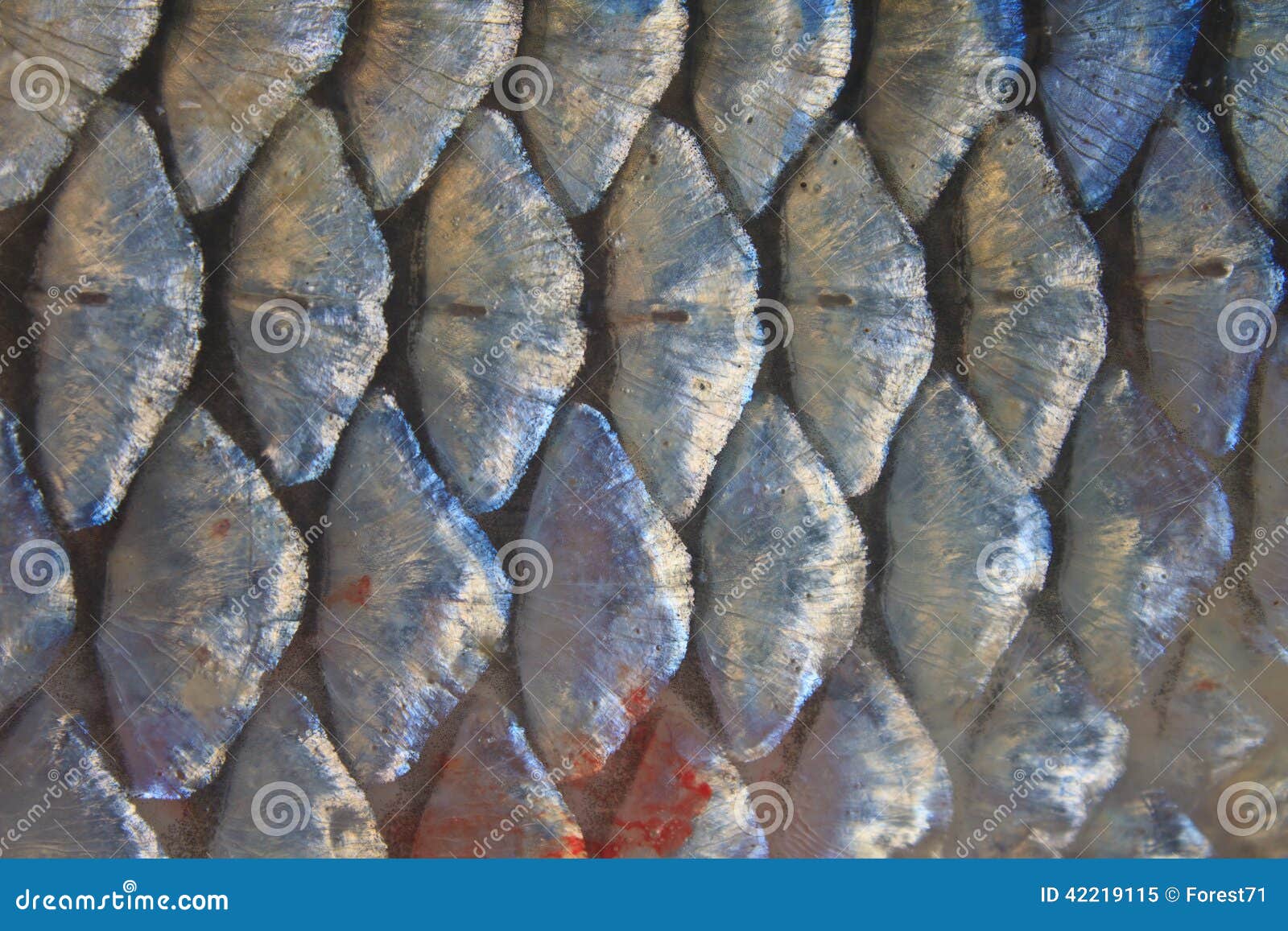 Scales of fresh water fish stock image. Image of aquatic - 42219115