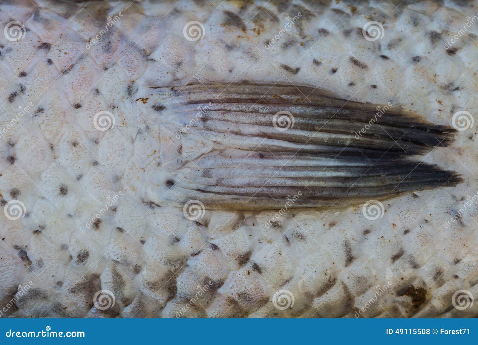 Scales of fresh water fish stock photo. Image of exotic - 49115508