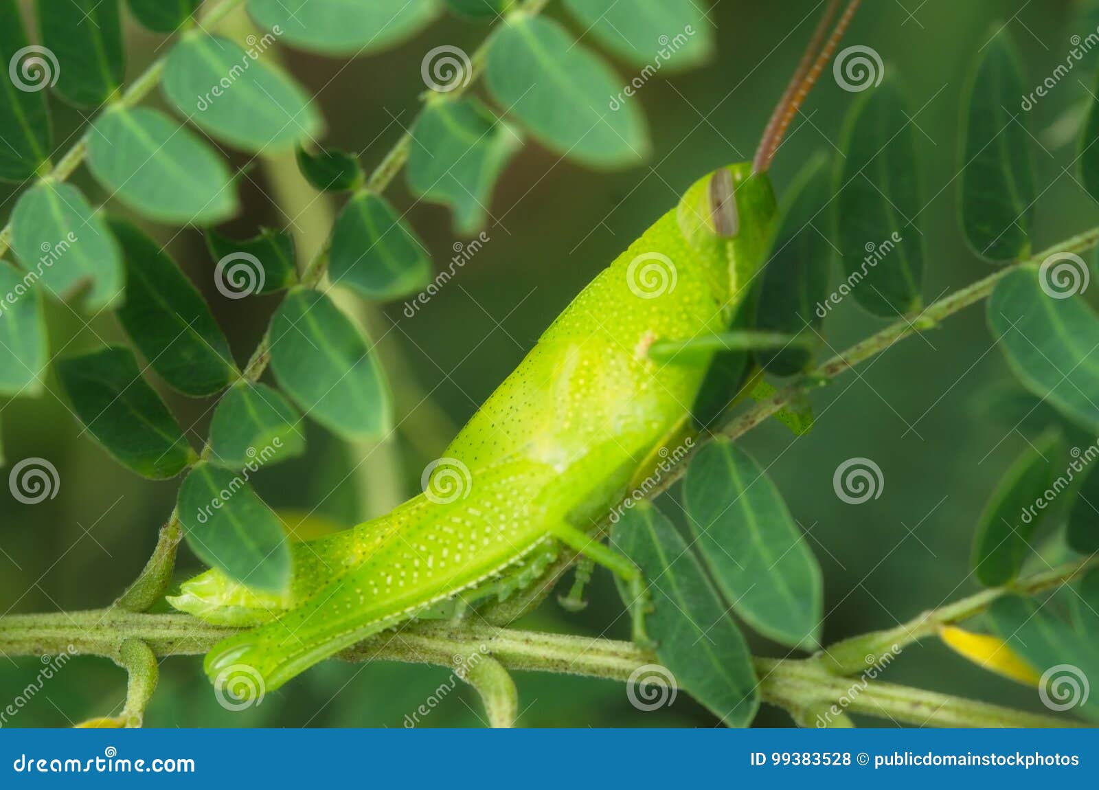 Scales Picture. Image: 99383528