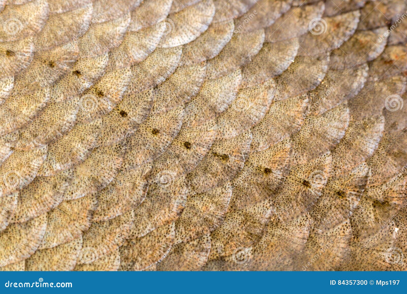 Lateral Line Stock Photography | CartoonDealer.com #26055026