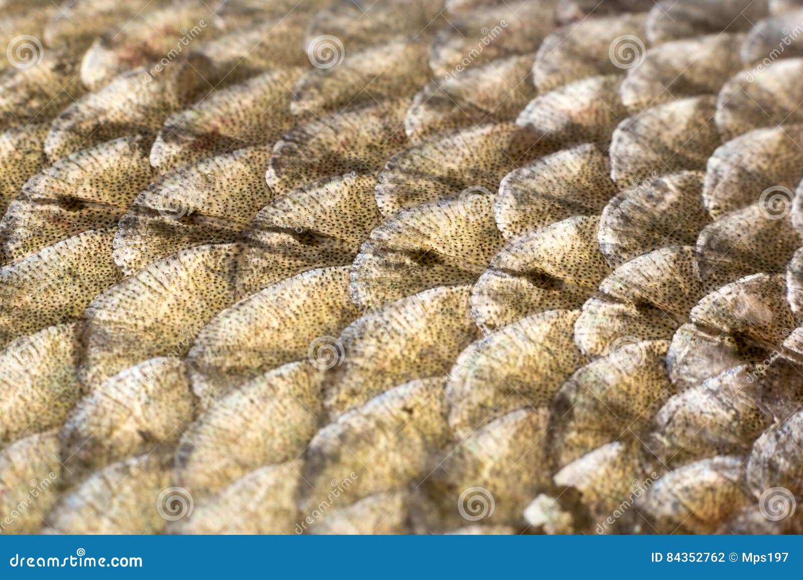 Lateral Line Stock Photography | CartoonDealer.com #26055026