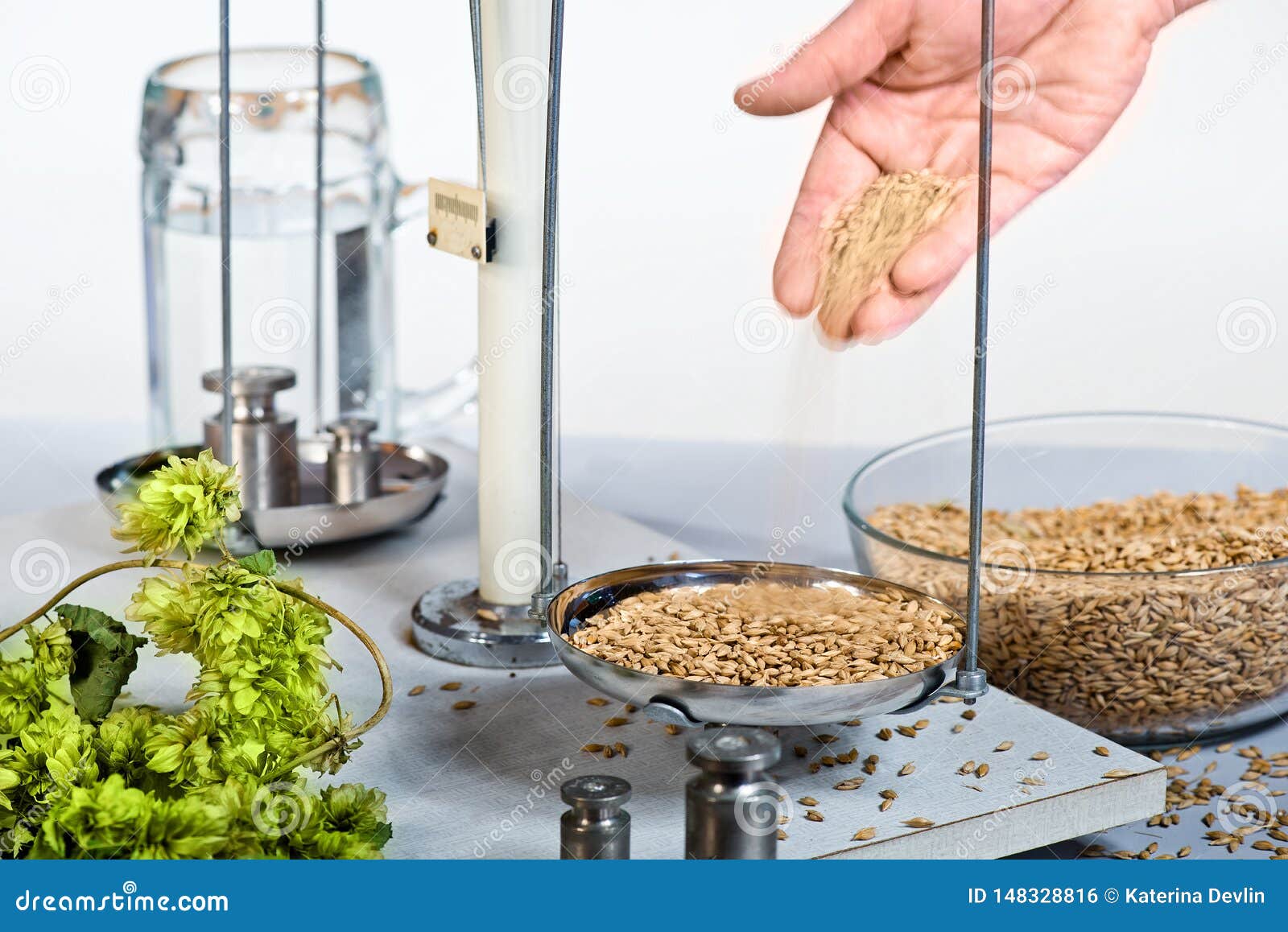 Scales with barley stock photo. Image of water, beer - 148328816