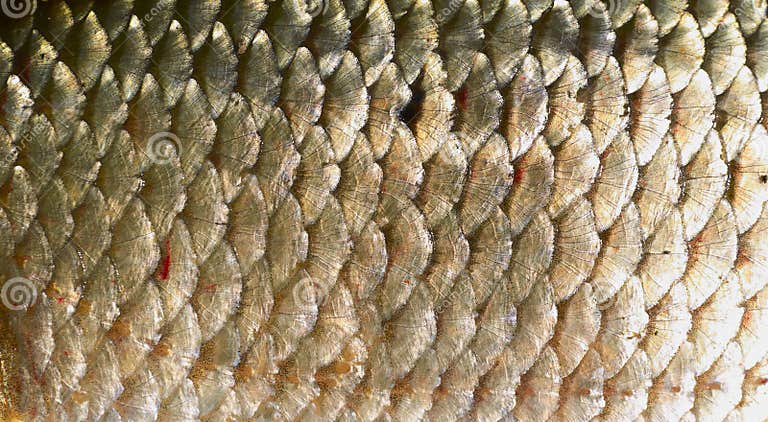 Scales of roach stock image. Image of goldfish, light - 14319355
