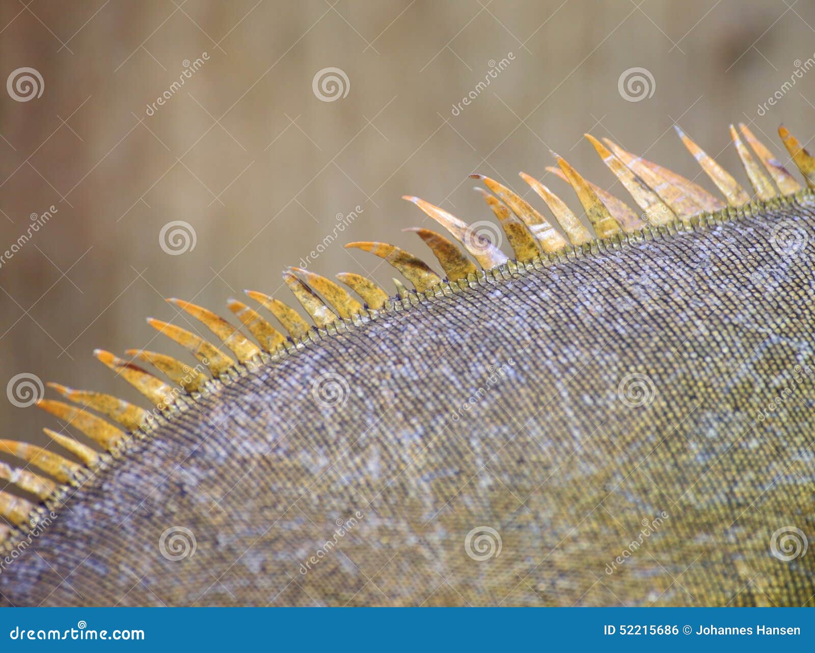Scales and Spines from Green Iguana (Iguana Iguana) Stock Photo - Image ...