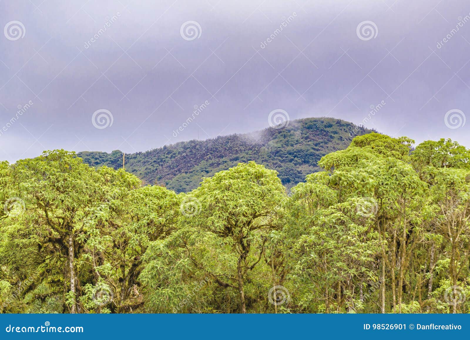 Scalesia Skog, Galapagos, Ecuador Fotografering för Bildbyråer - Bild ...