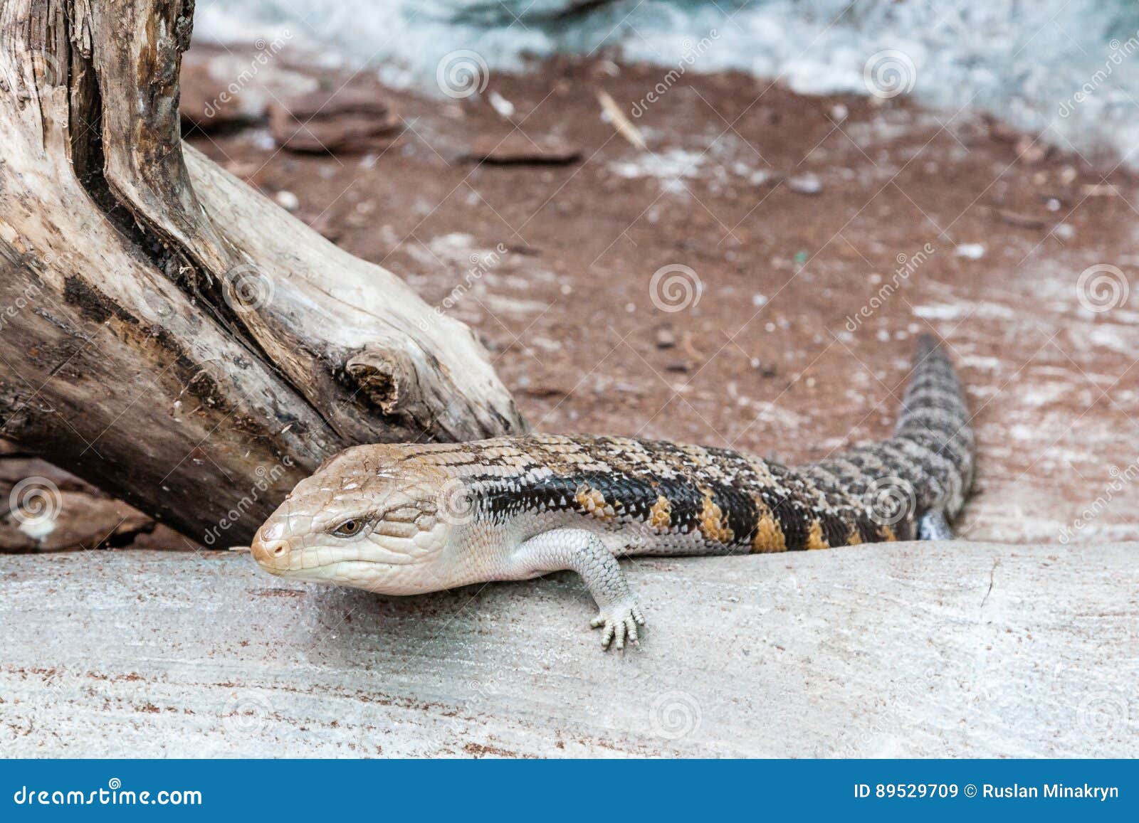 The Scaling Lizard Scrambles Forward Stock Image - Image of people ...