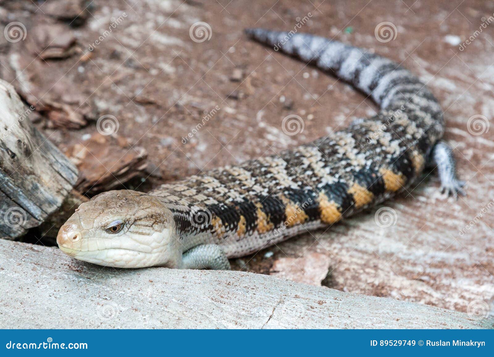 The Scaling Lizard Scrambles Forward Stock Image - Image of outdoors ...