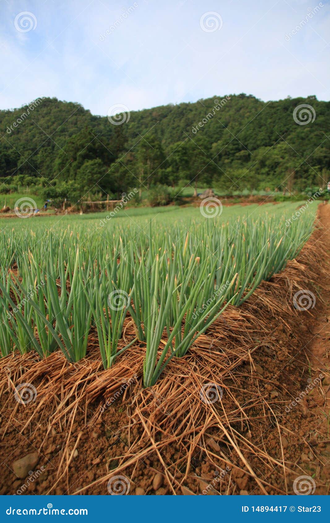 Scallion stock image. Image of vegetable, field, food - 14894417