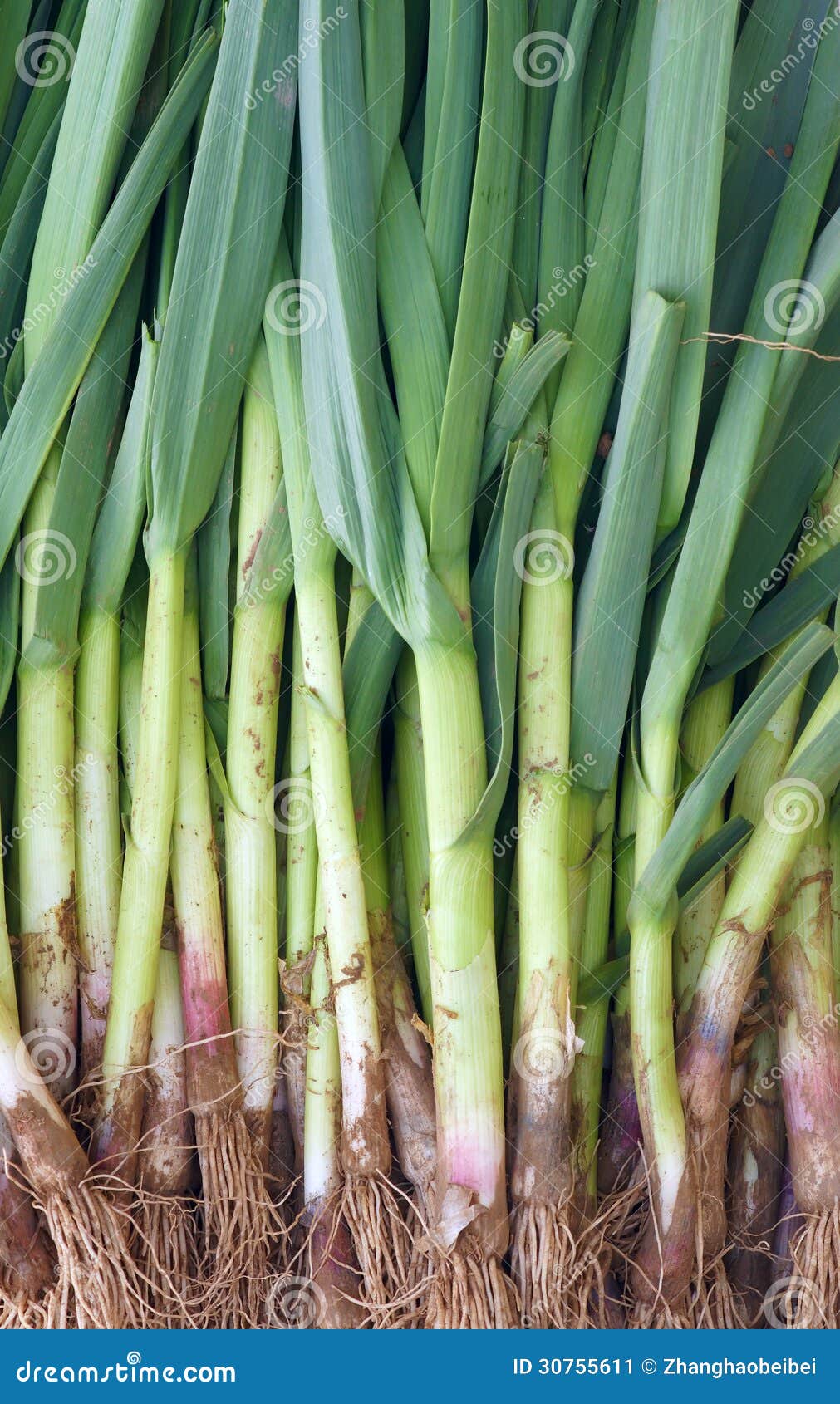 302 Scallion Roots Stock Photos - Free & Royalty-Free Stock Photos from ...