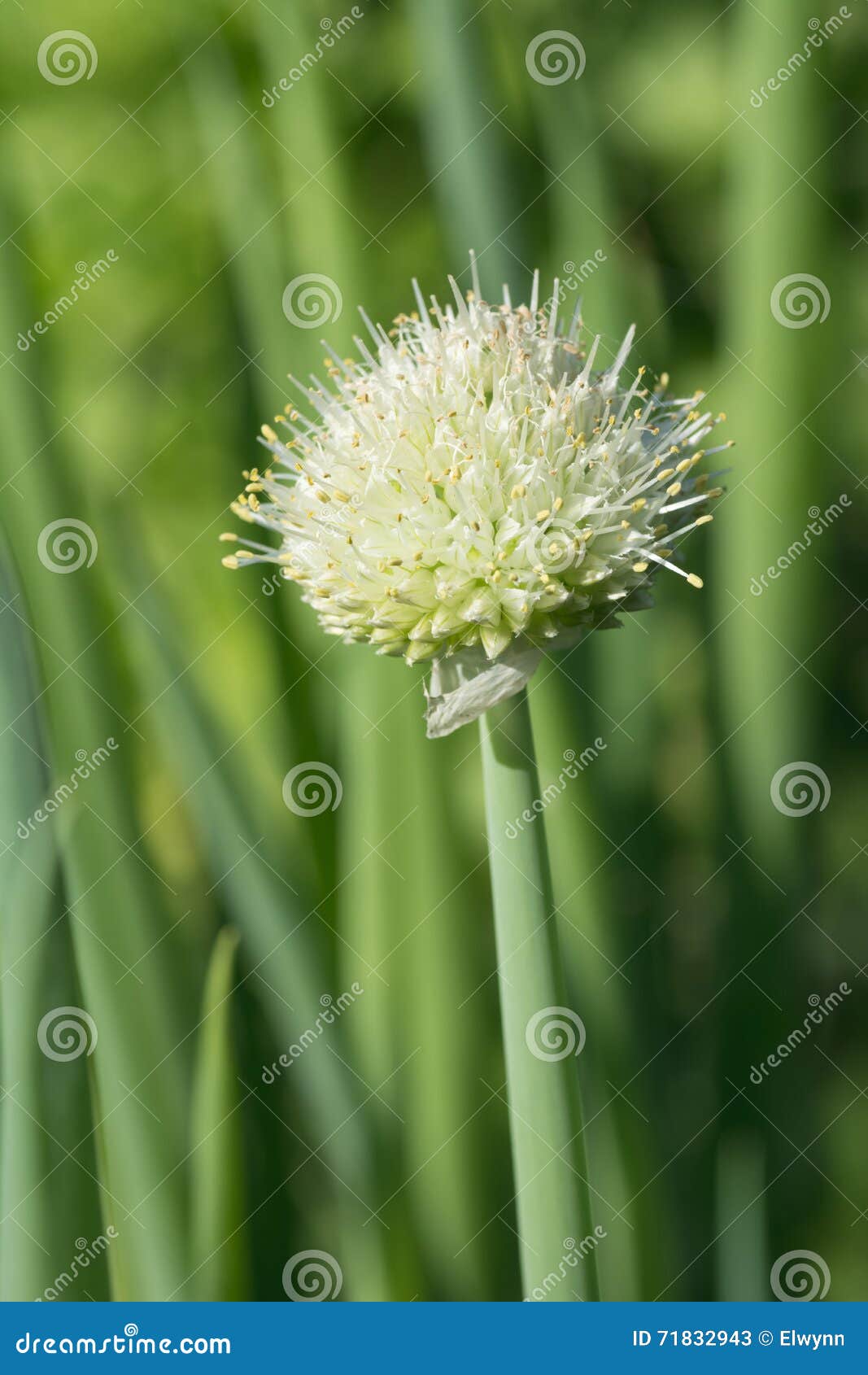 Scallion farm stock image. Image of natural, growth, bunch - 71832943