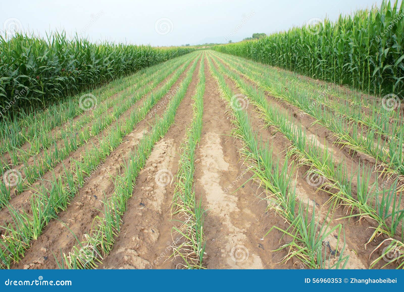 Scallion field stock image. Image of scallion, green - 56960353